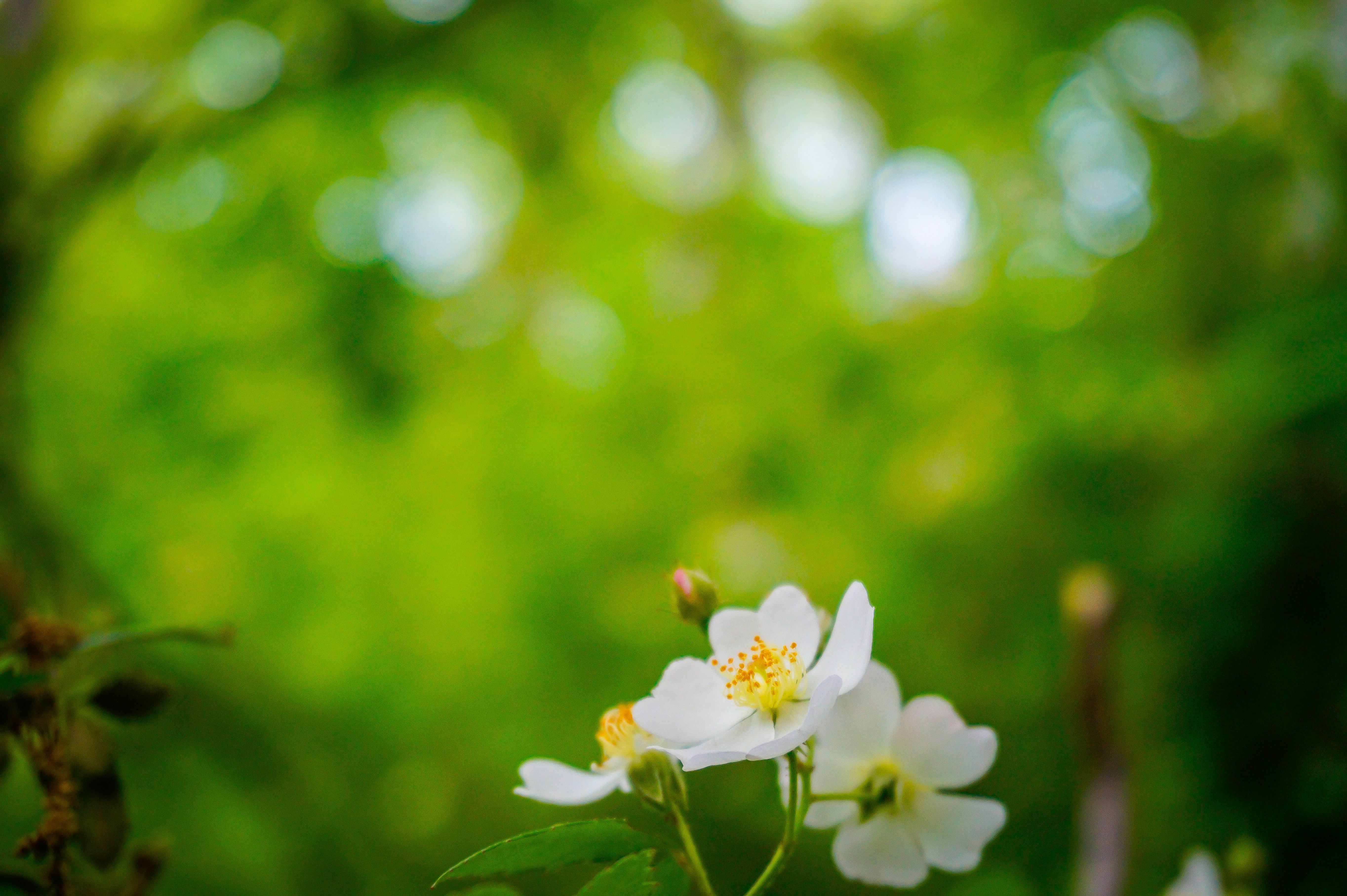 White blossom in a sea of green leaves