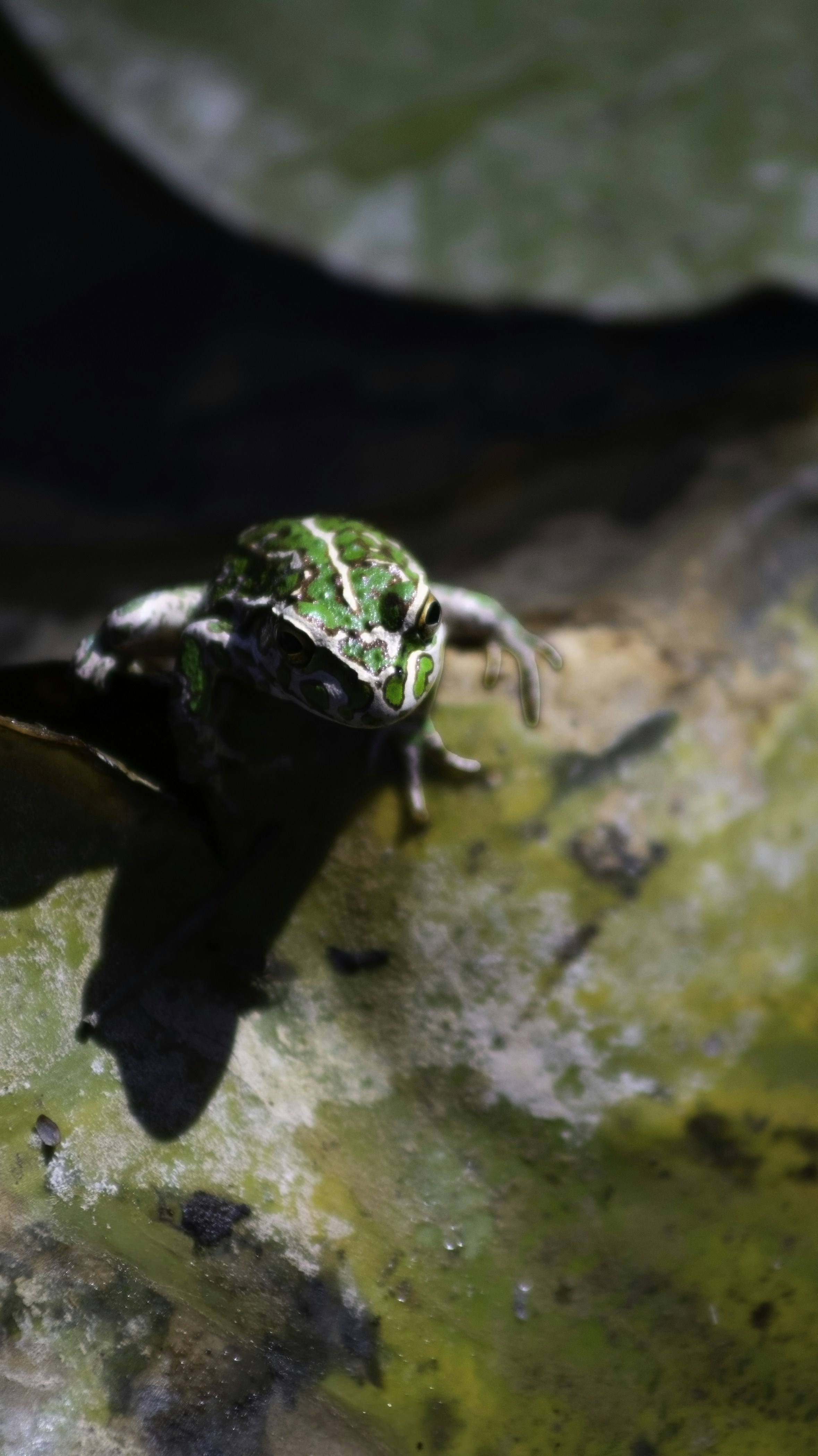 Emerald Camouflage: Close-Up of a Leafy Frog Youth on Mossy Rock