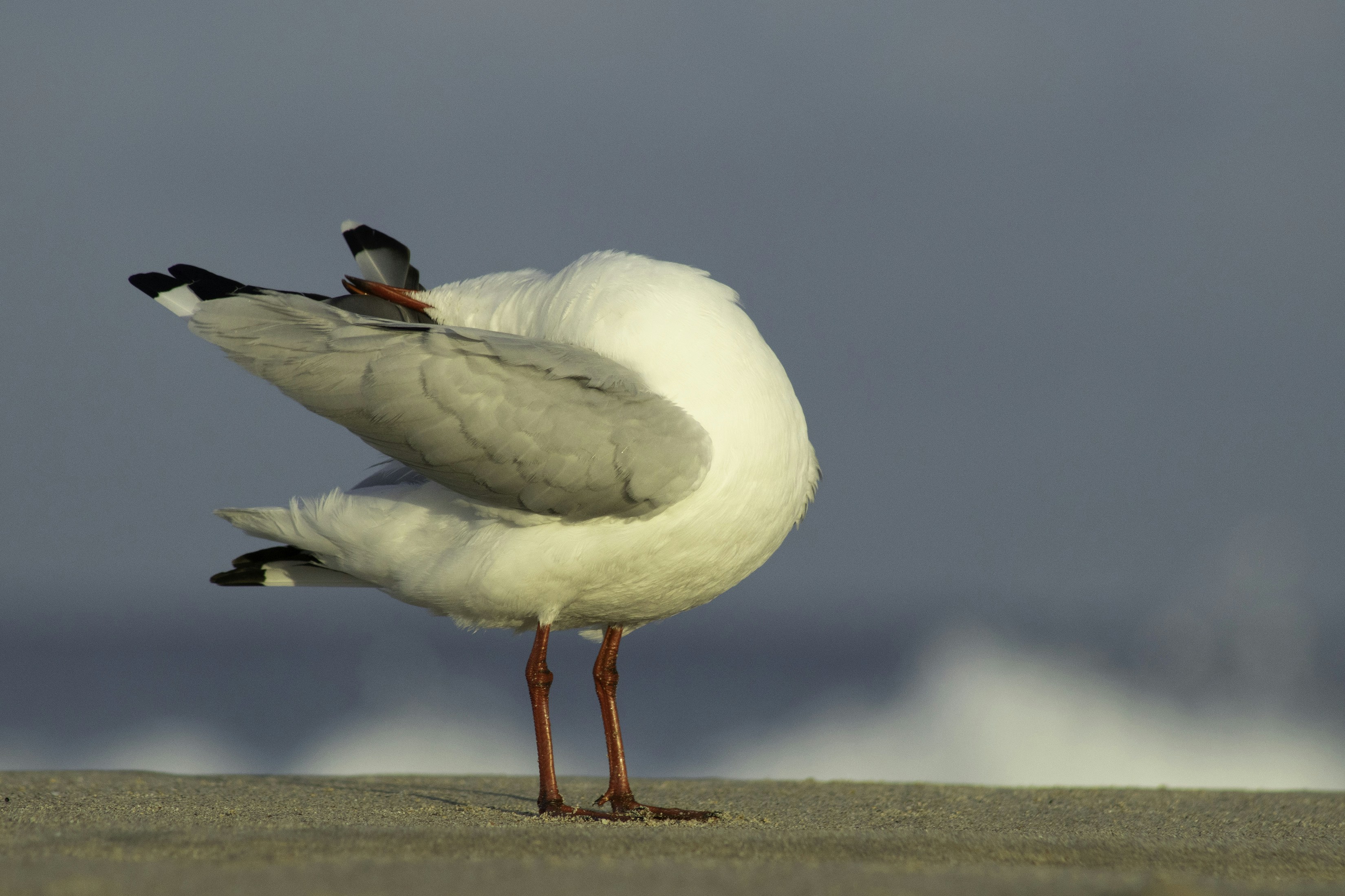Graceful Seabird in Mid-Told-Balance on the Shore