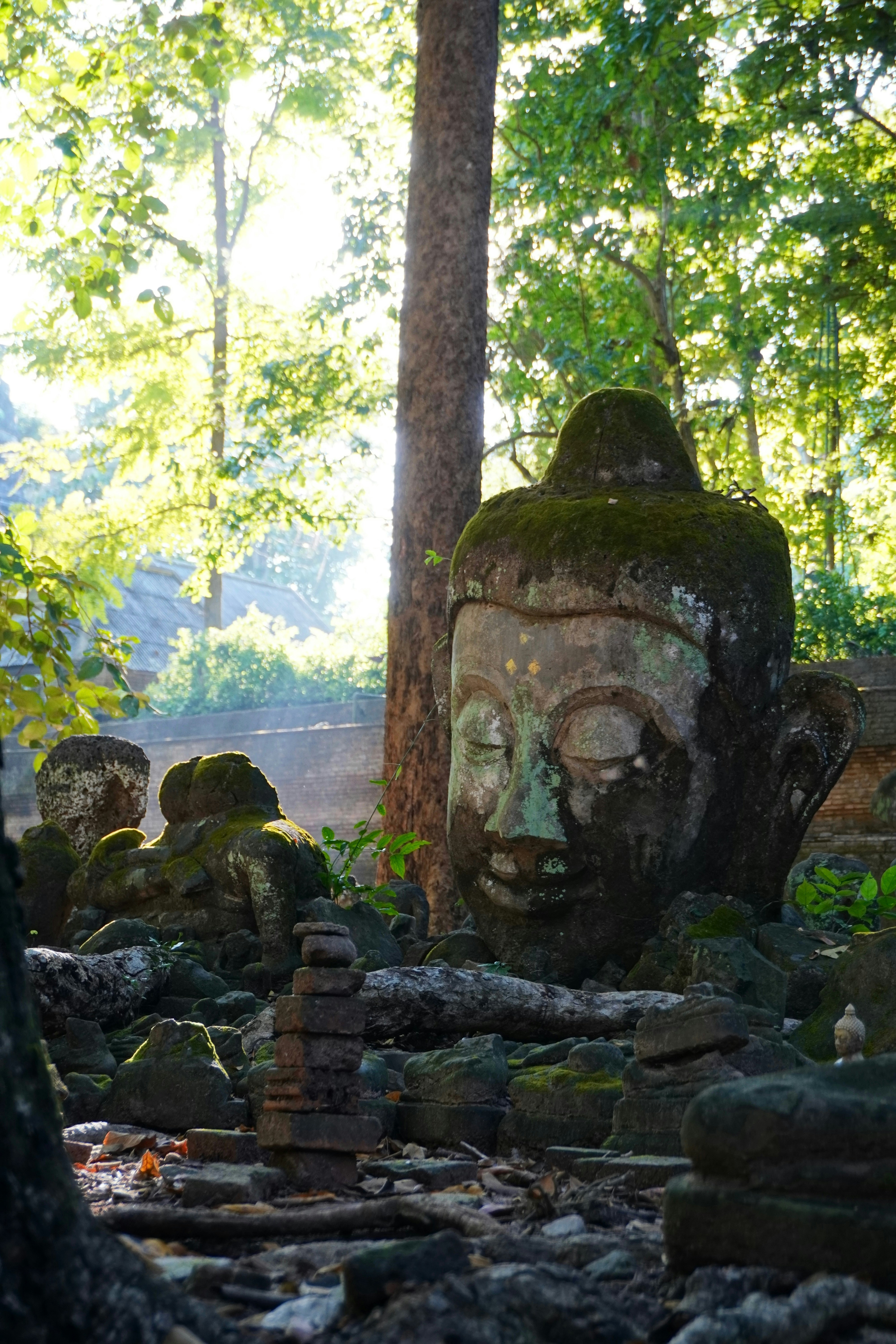 Whispering Stones: A Tranquil Buddha Head Among Moss and Light