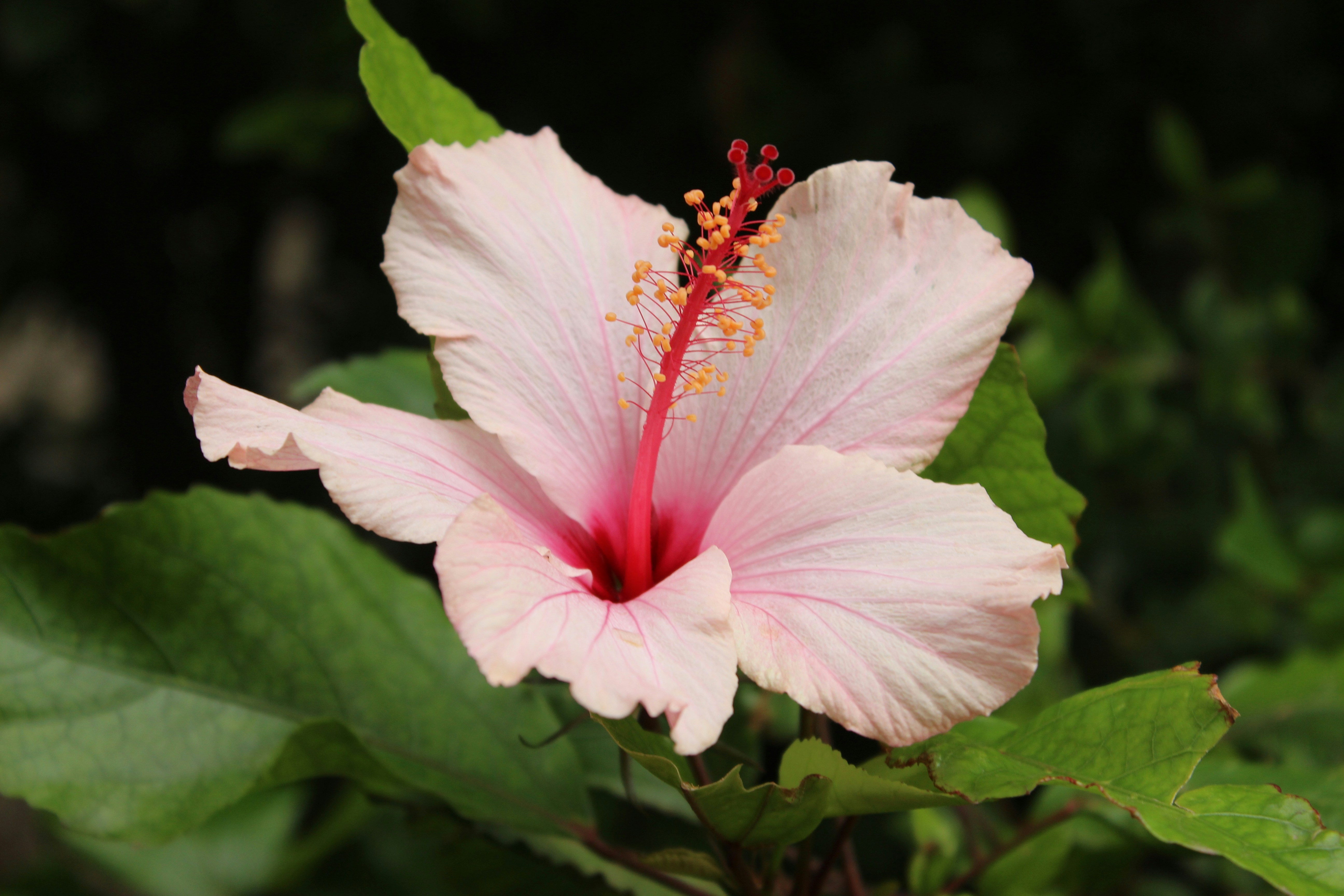 Pink Hibiscus Bloom with Red Stamen Reaching Toward the Light