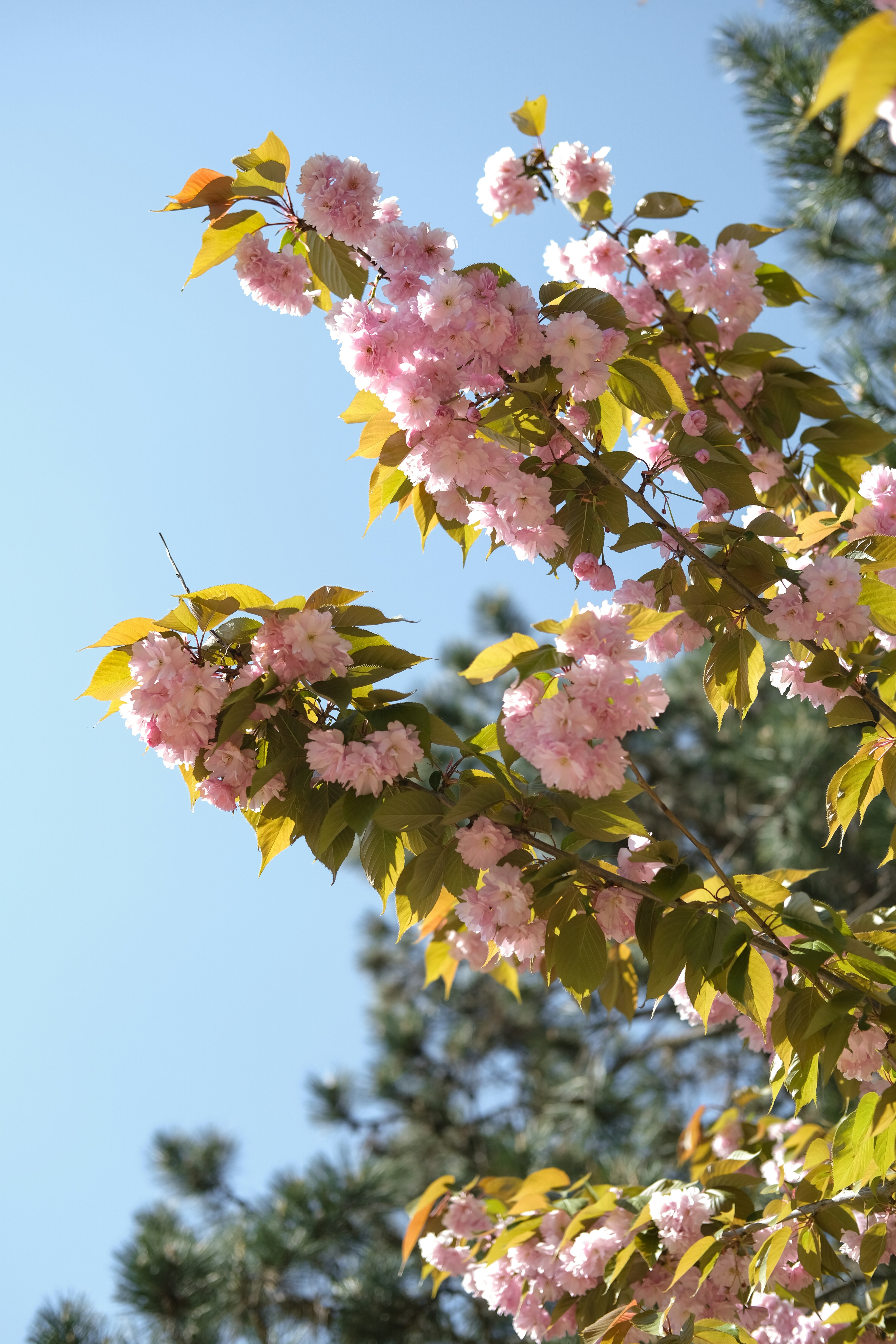 Blossoms Reach Toward a Clear Spring Sky