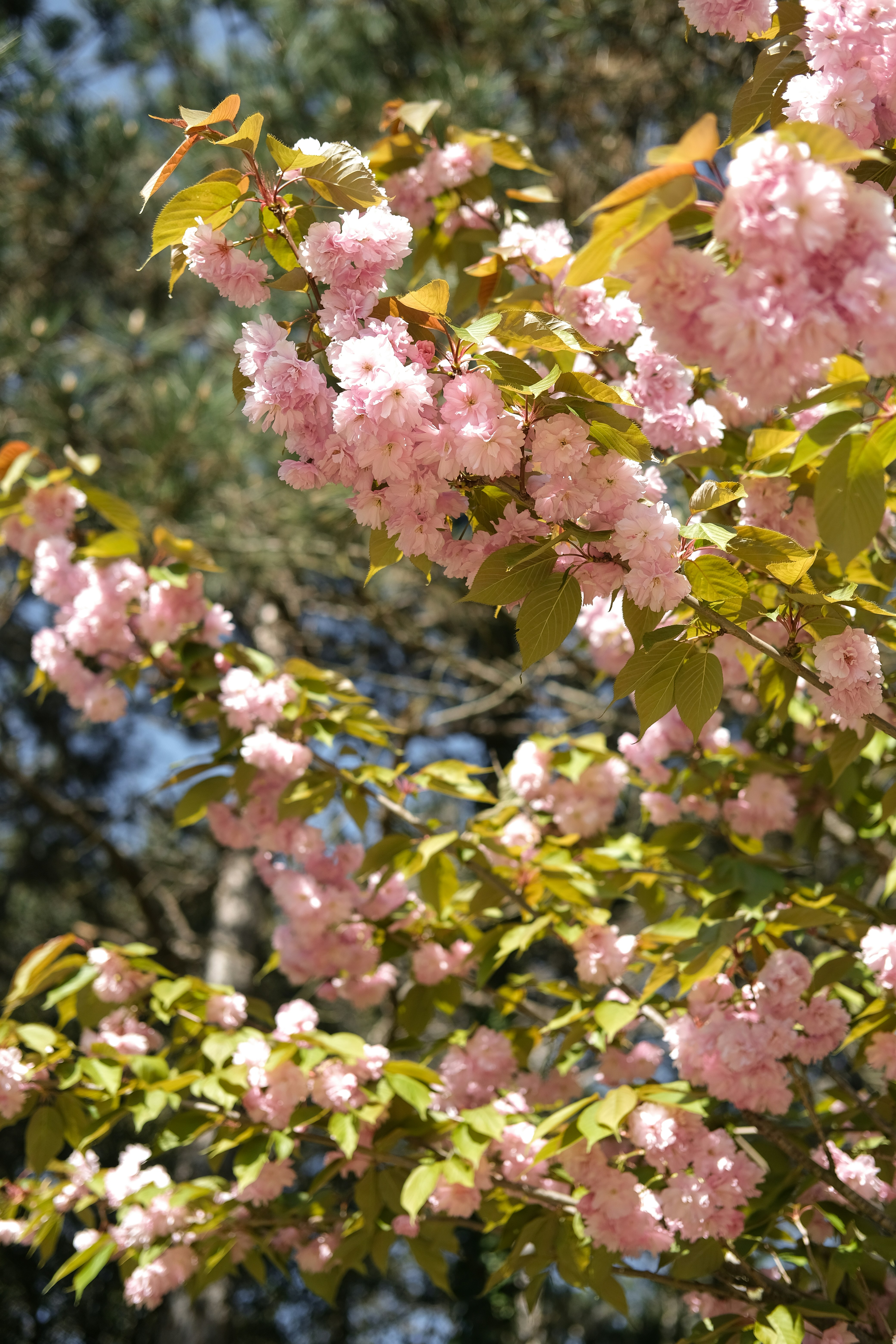 Blush Blooms in Sunlit Spring Canopy