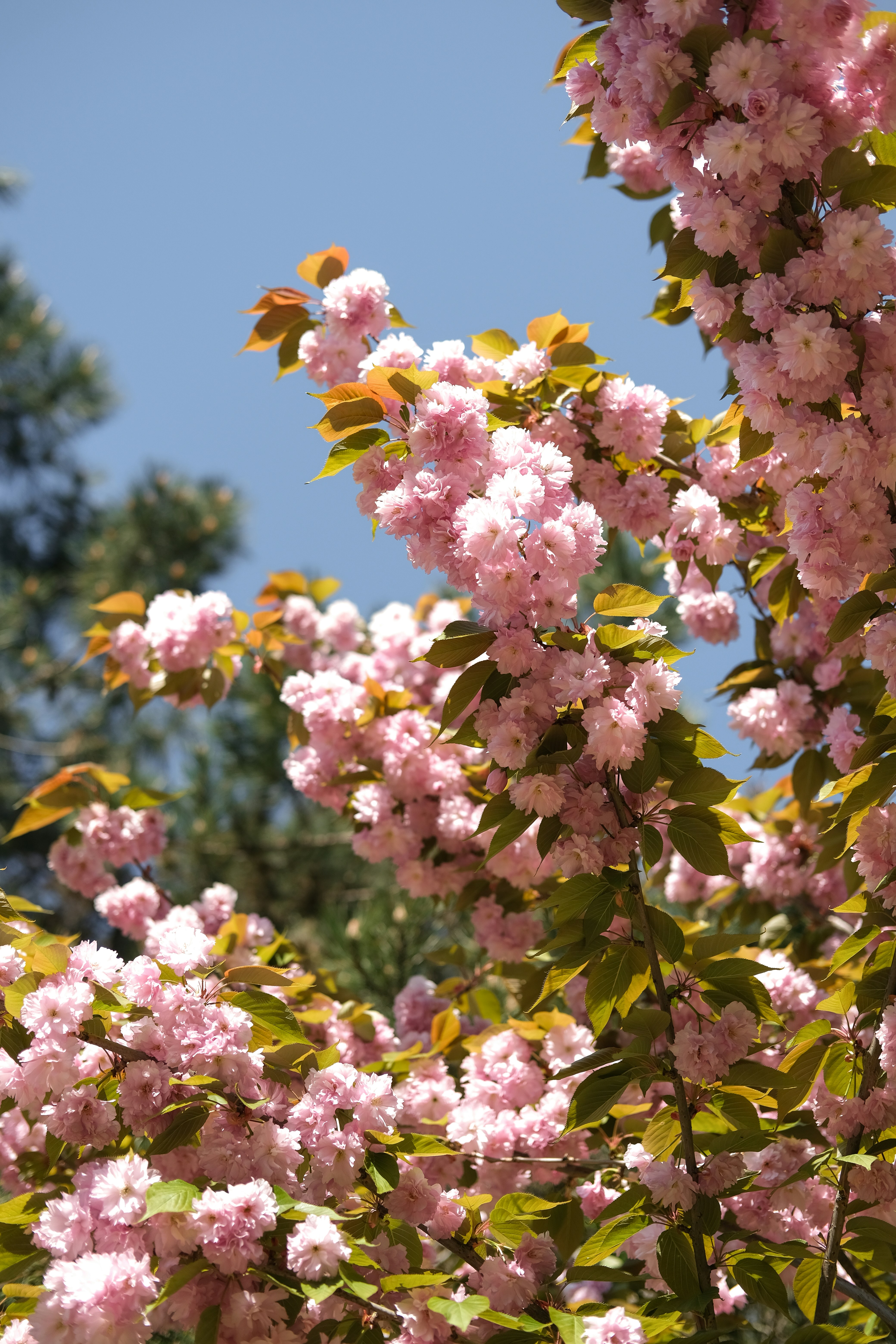 Blossoms in a Bright Spring Arc