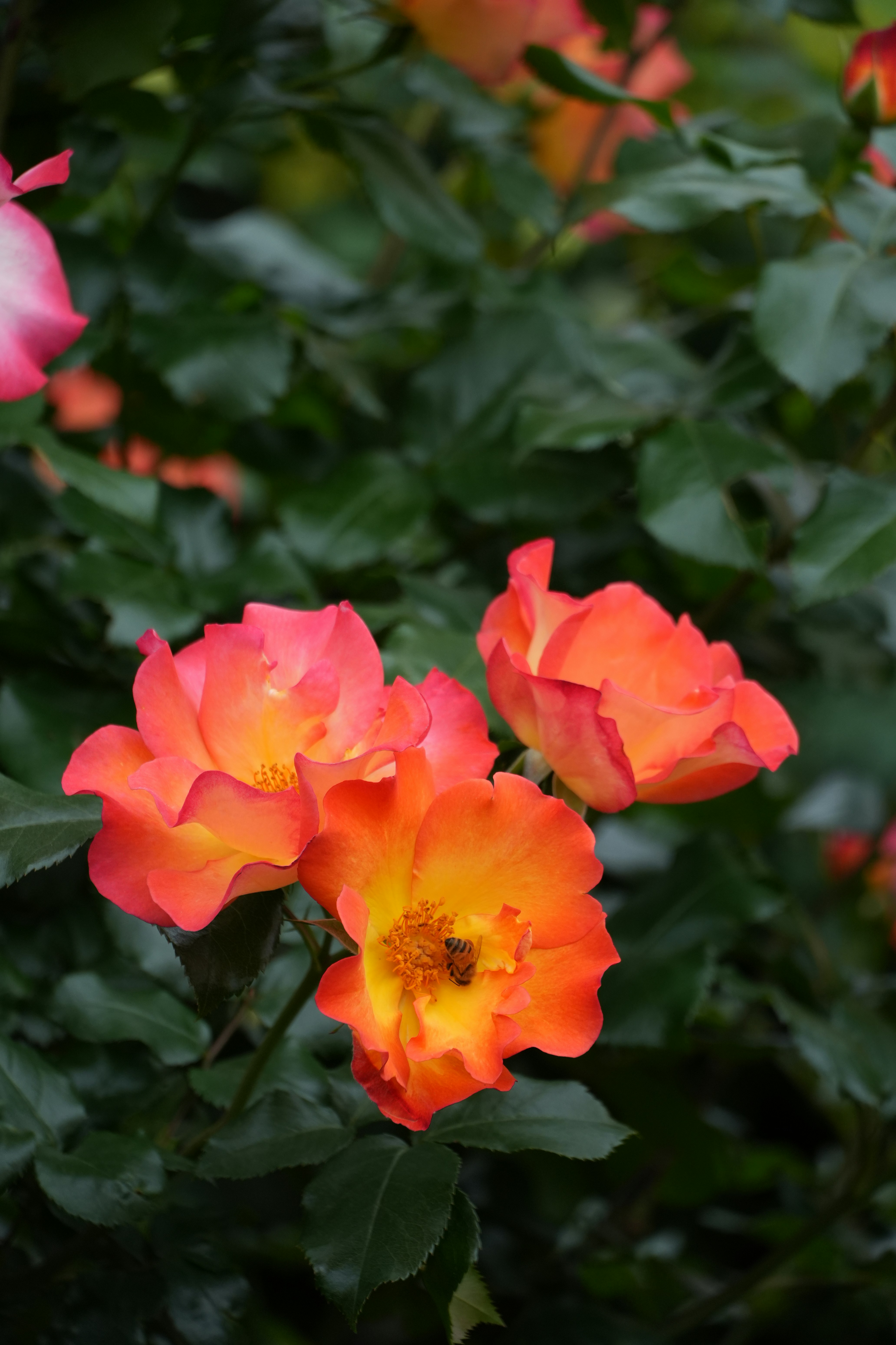 Sunlit Rose Blooming at the Garden Edge