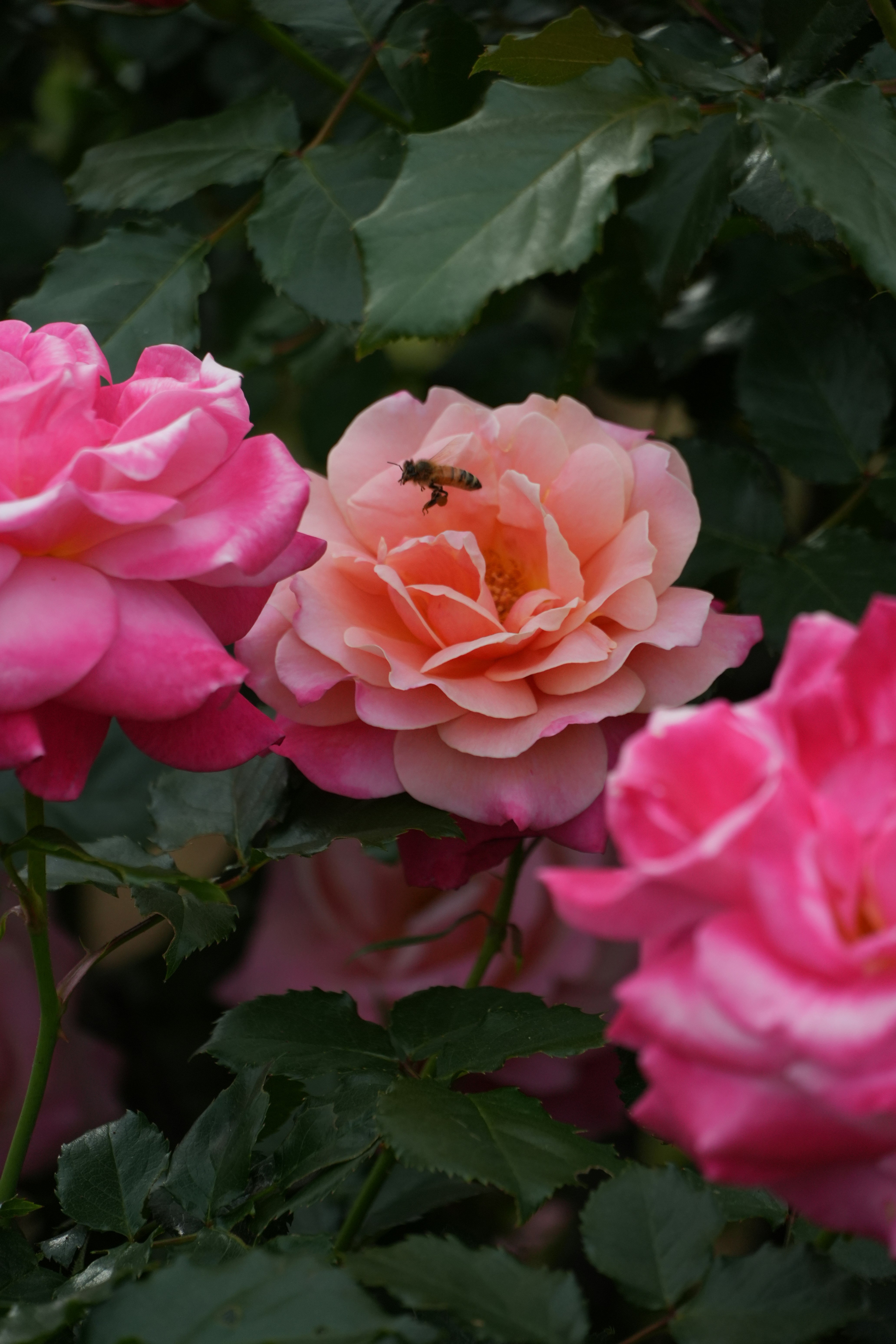 Bees and Bloom: A Peach Rose in soft Focus
