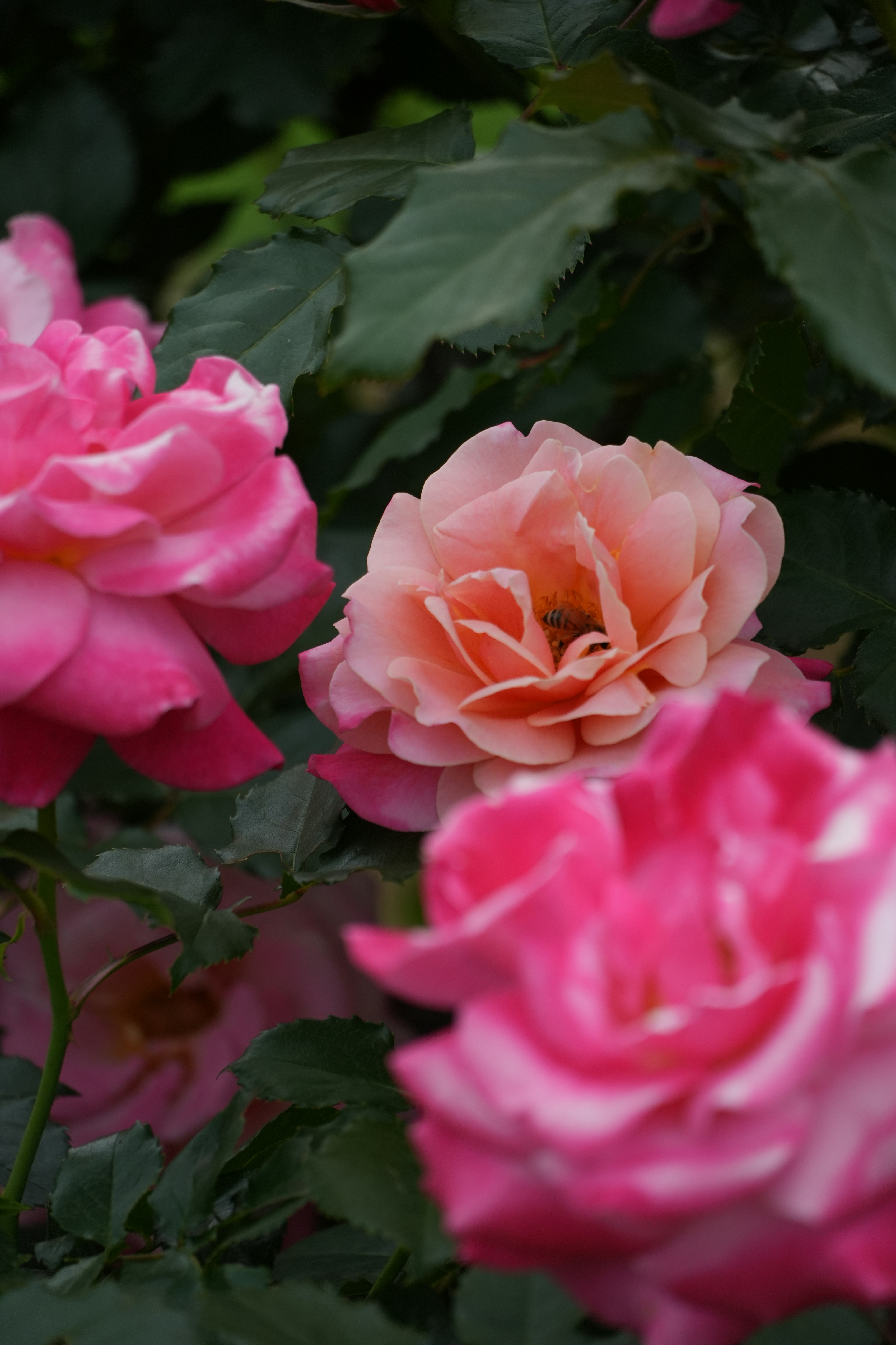 Peony-like Rose in Soft Focus Bloom Across Dark Foliage