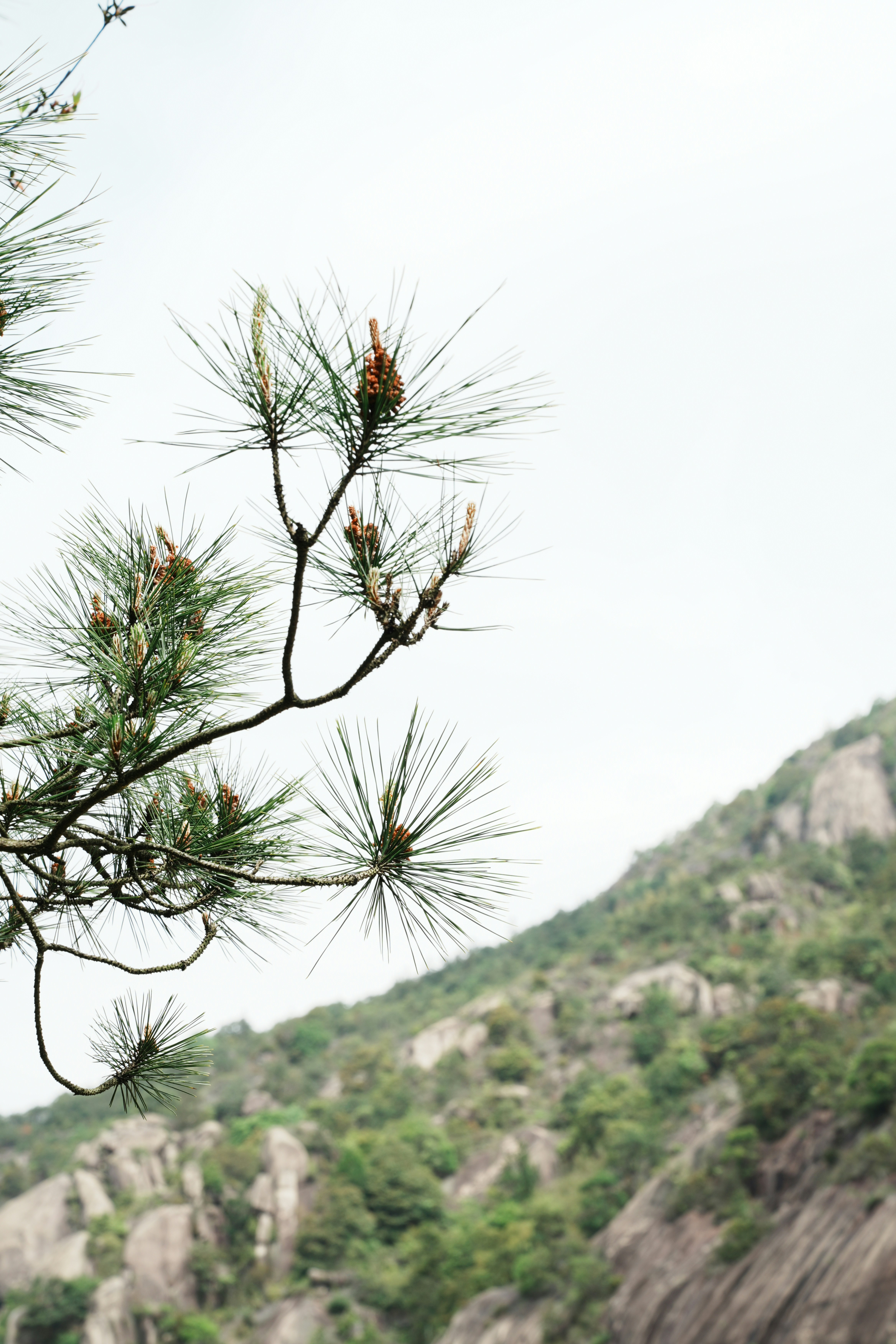 Pinned Pine: A Quiet Branch Reaches Toward the Sky