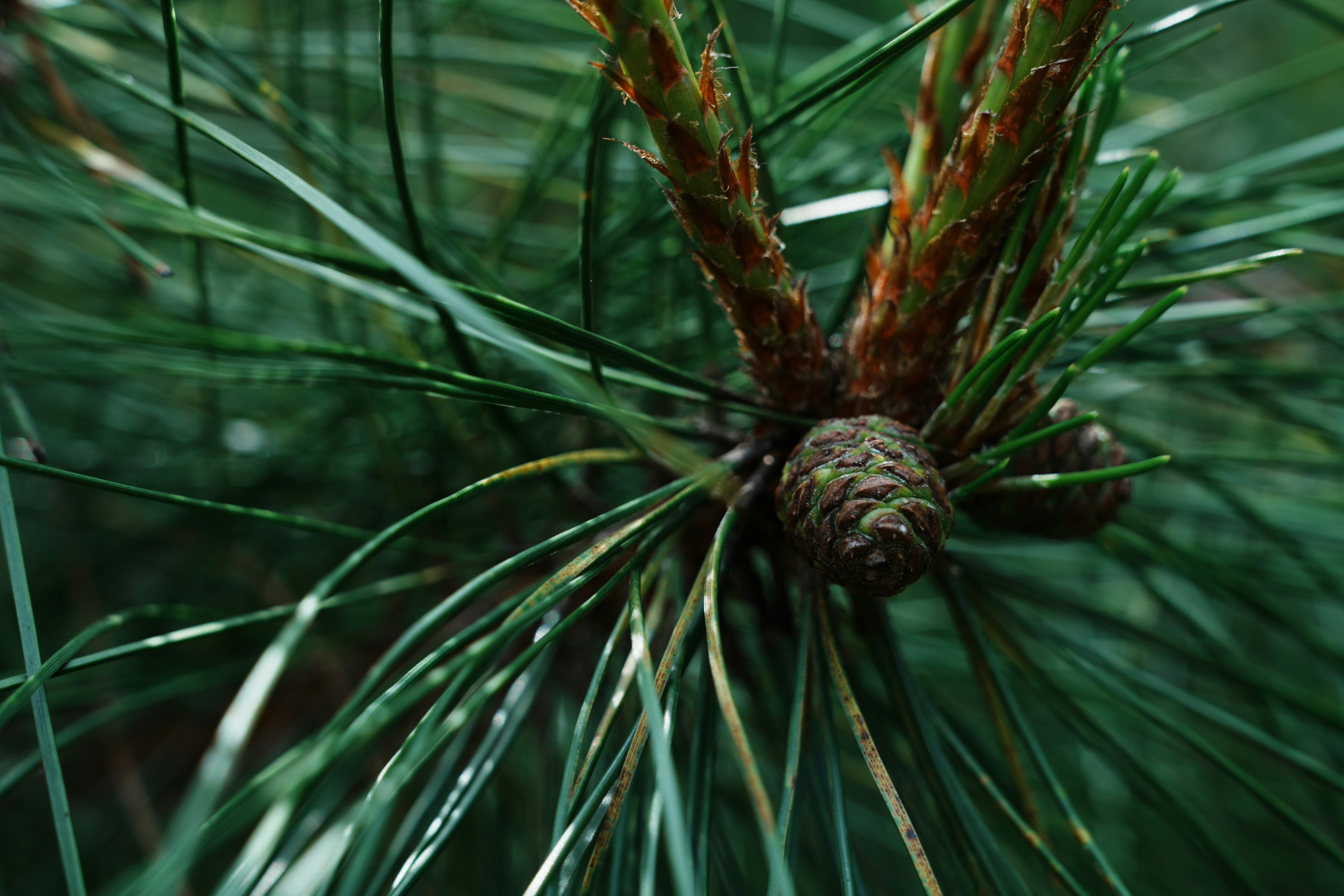 Close-up on a Pine Cone Core: Radiant Pine Needles in Focus