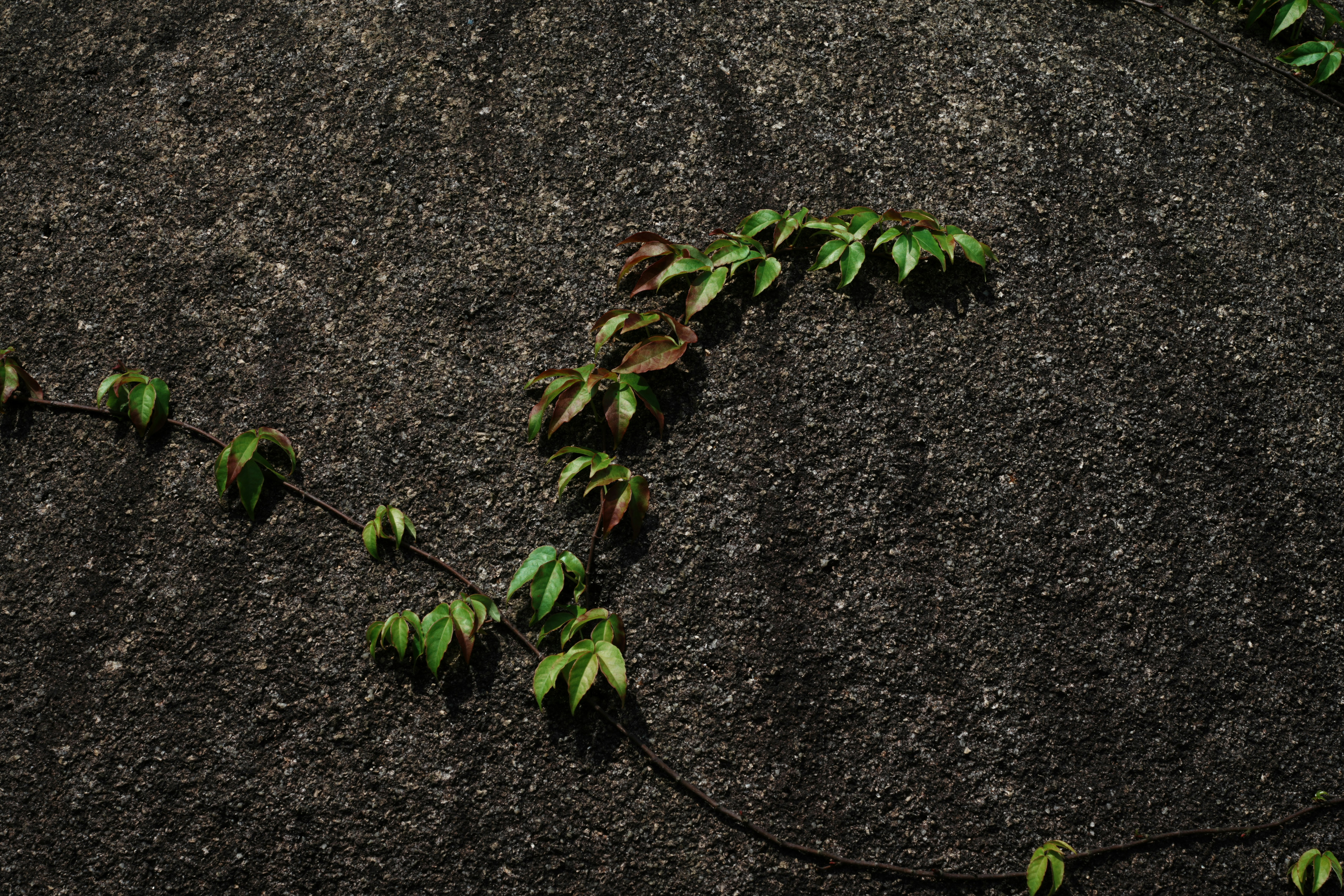 Climbing Green Vines Across a Rough Wall
