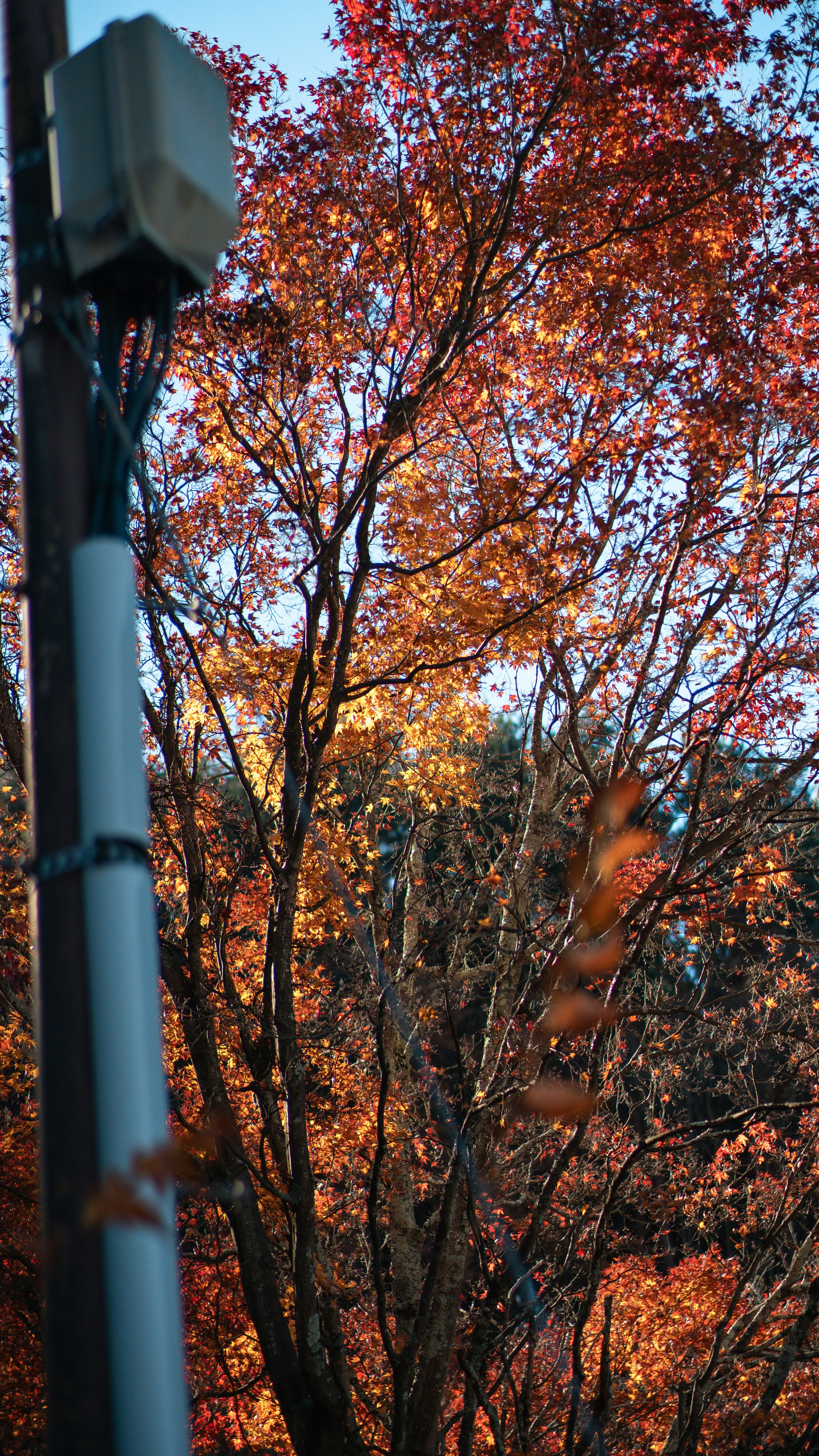 Autumn Branches Framing a Streetlight