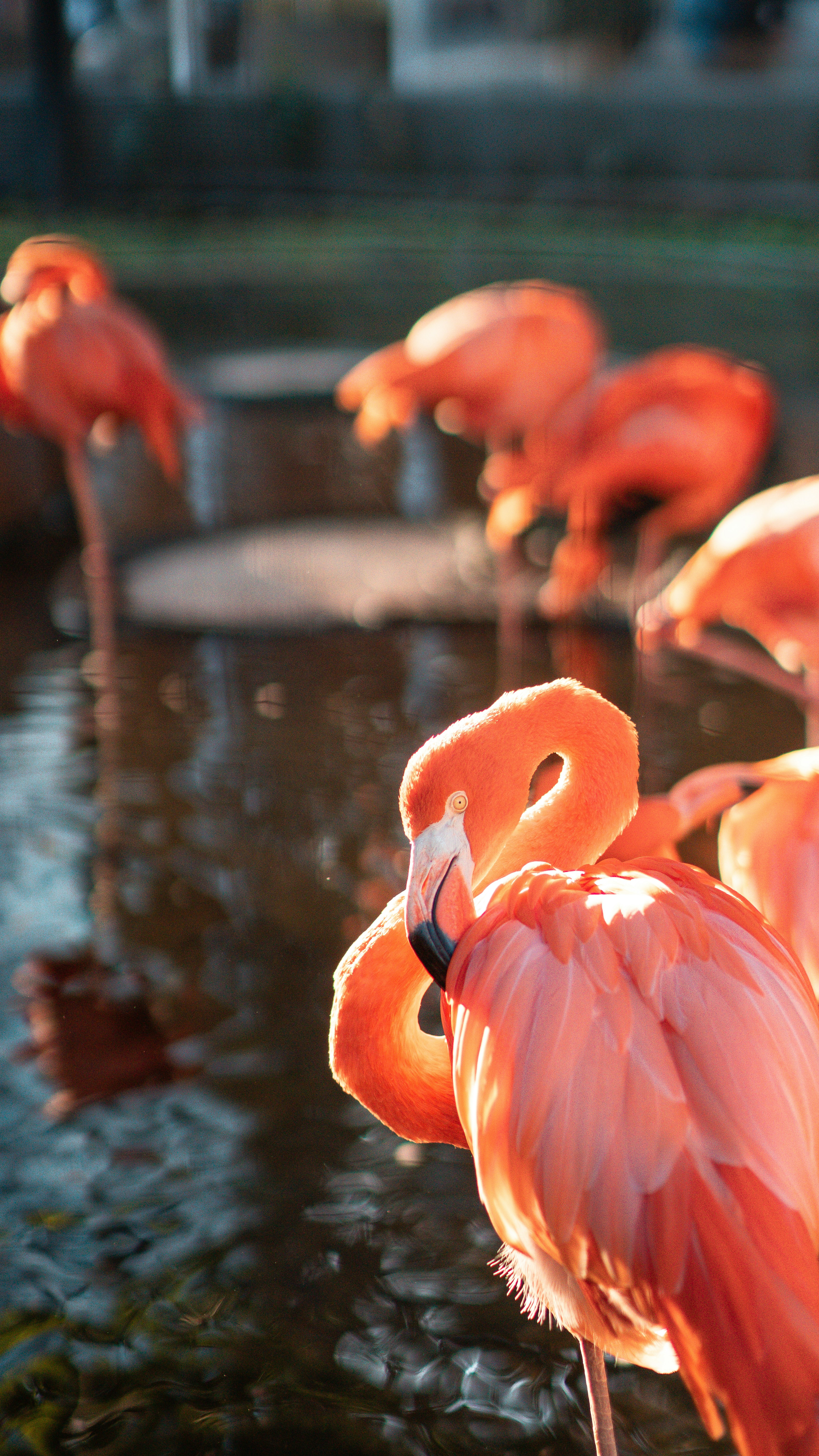 Pink Serenade: Flamingos at Sunset in a Quiet Pond