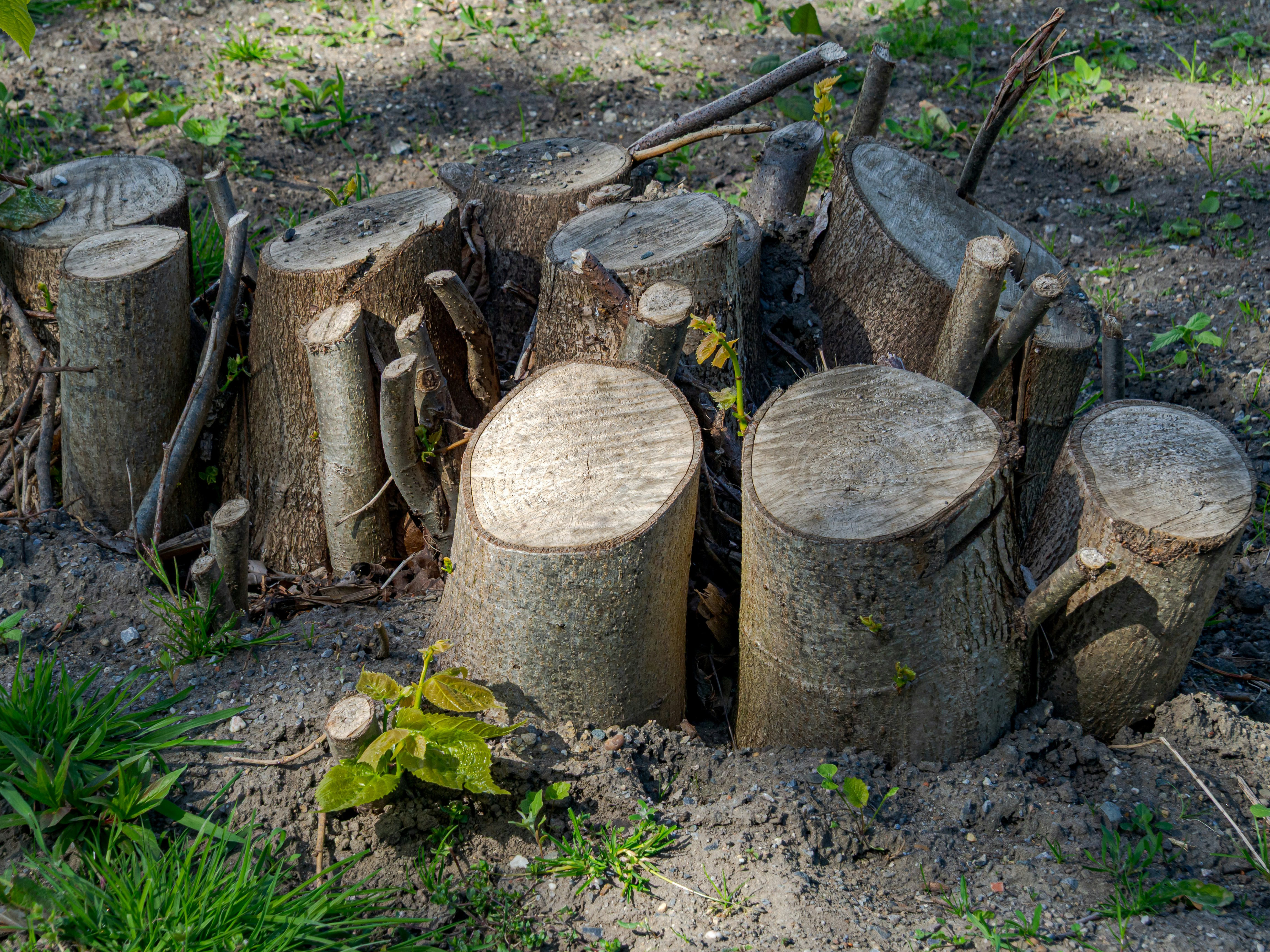 Stump Stack in a Quiet Woodland Aftercare