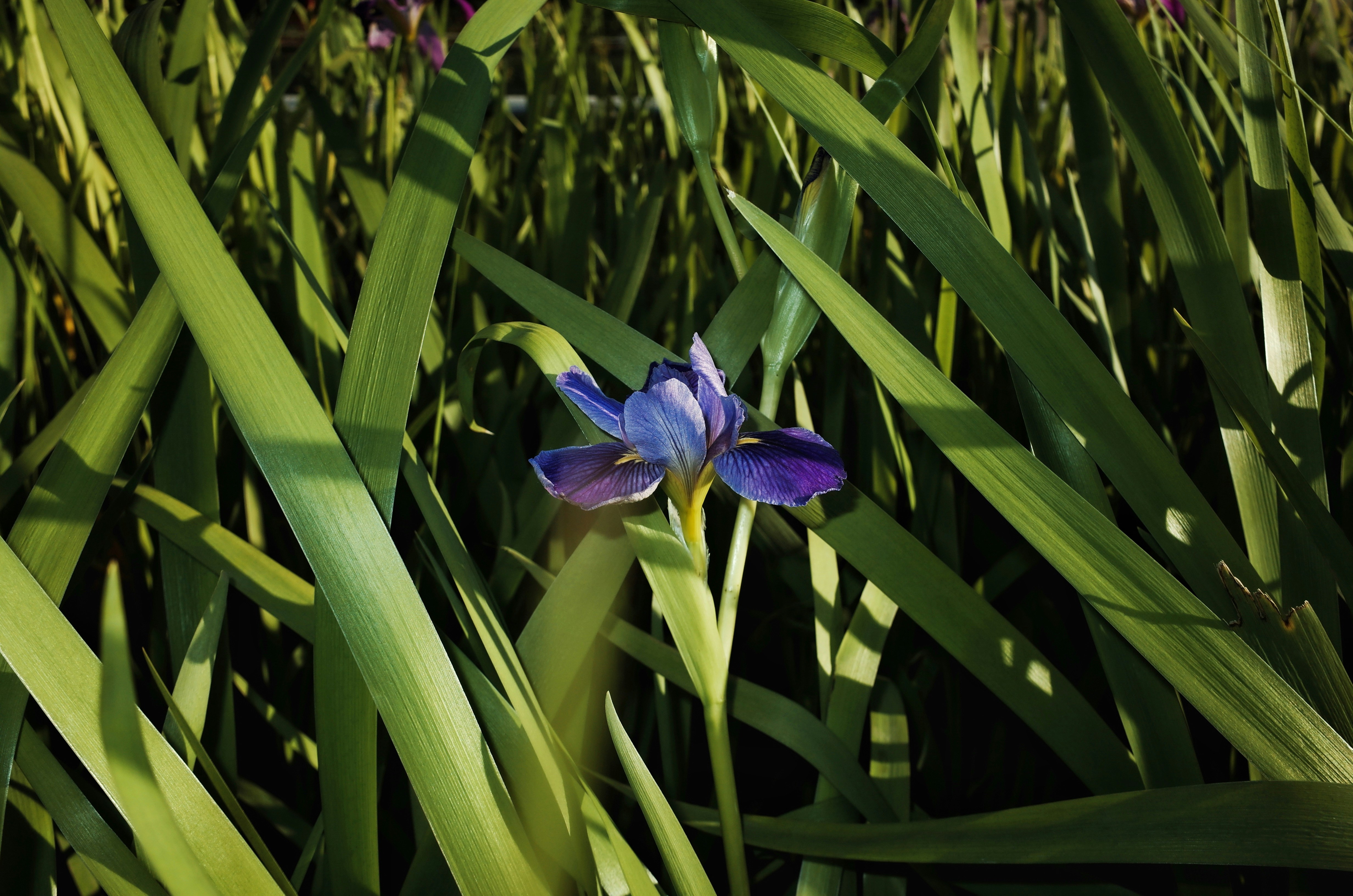 A Blue Iris Peeking Through Slender Green Blades