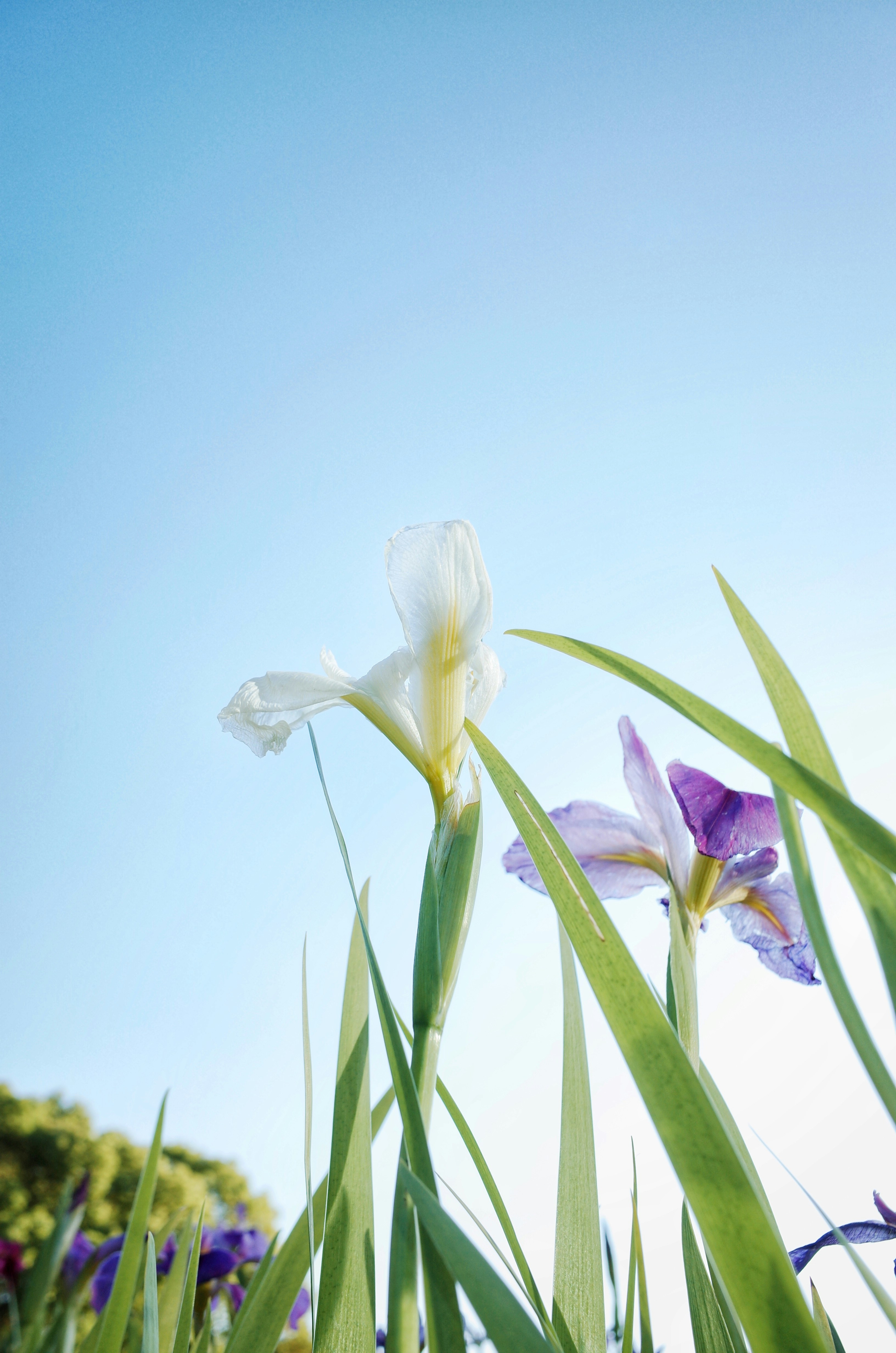 Emerald Iris Rising Against a Clear Sky