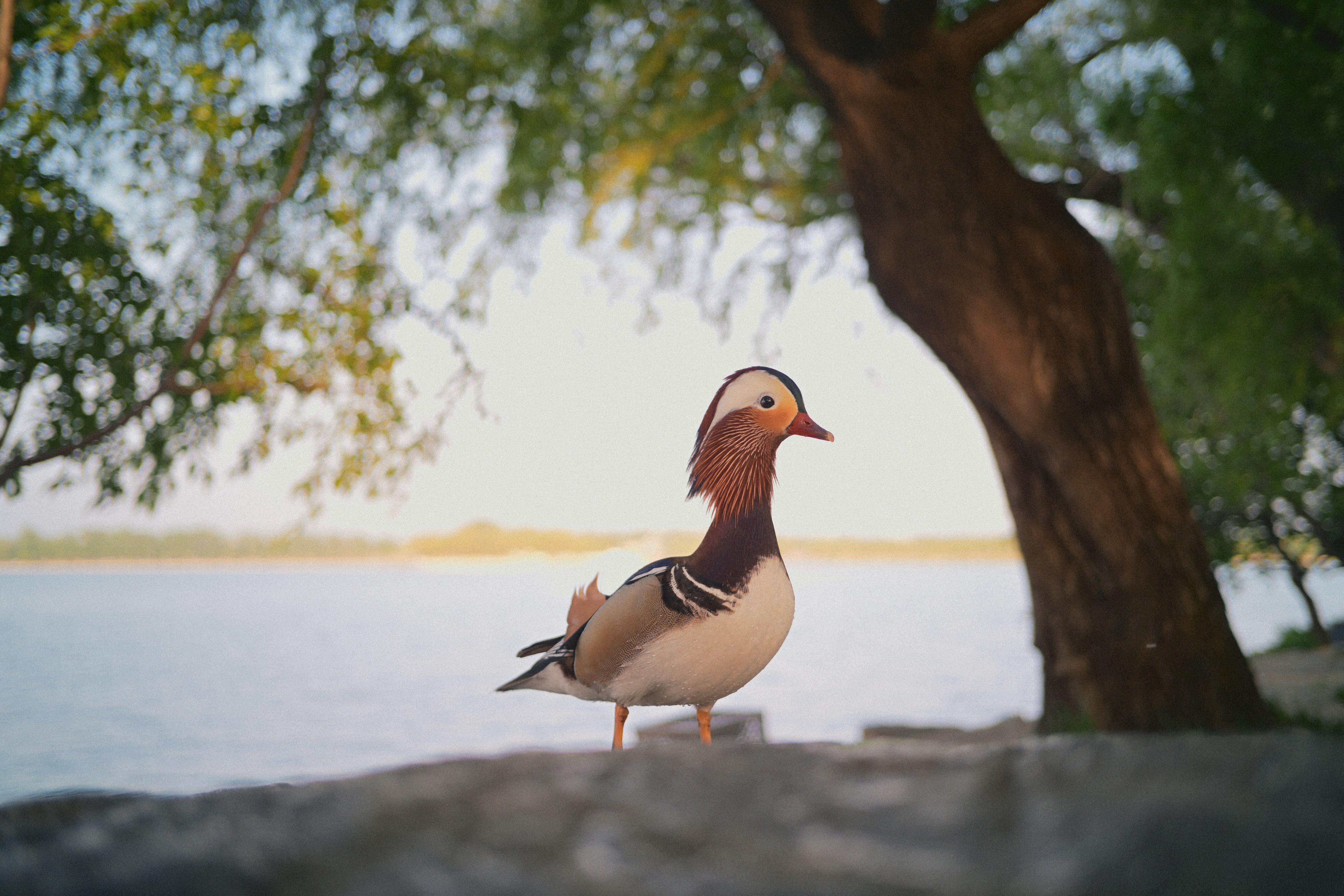 Duck on the Shallows: a sunlit moment by the lakeside