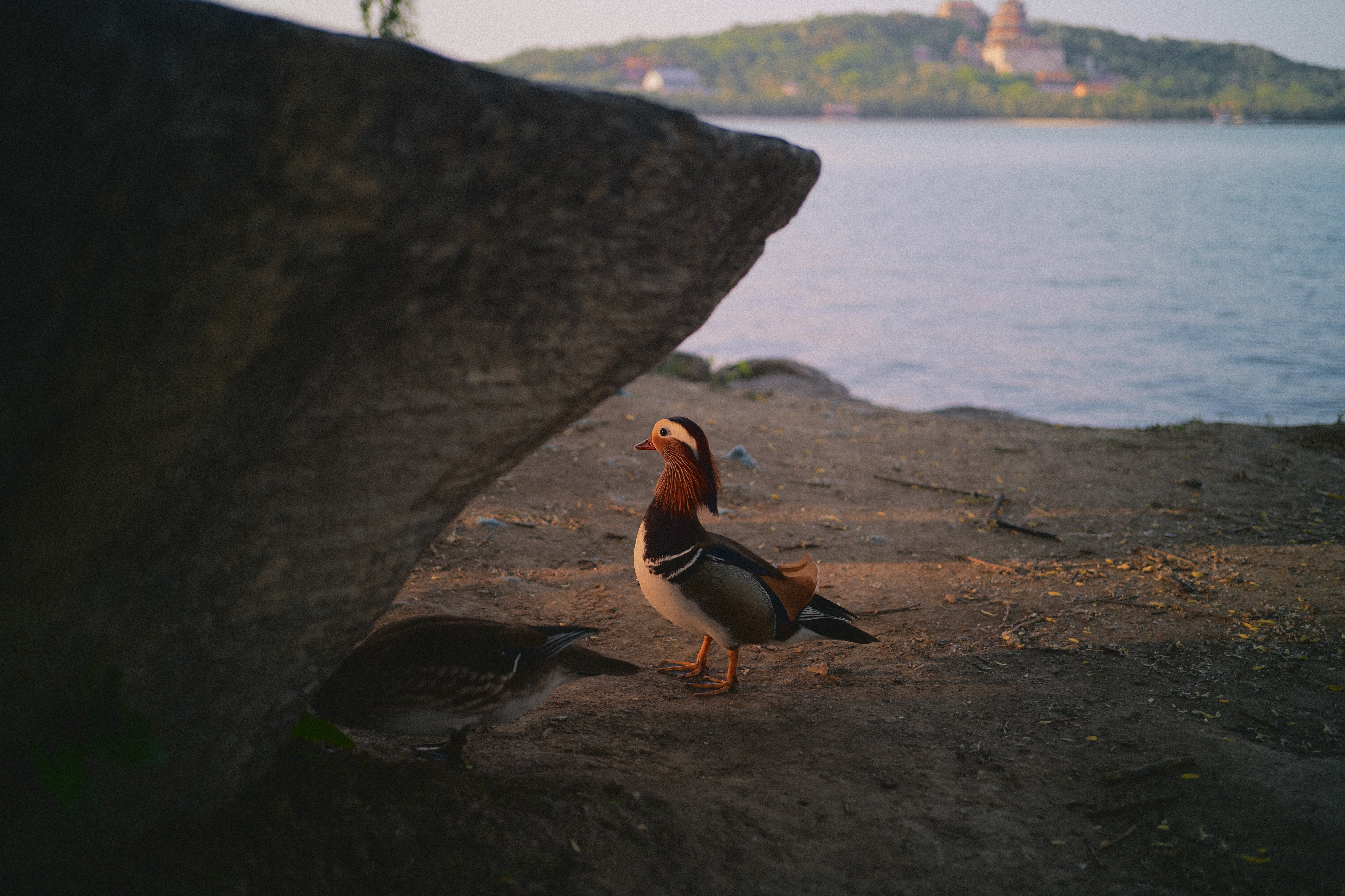Ducks at Dusk: A Quirky Sentinel by the Shore