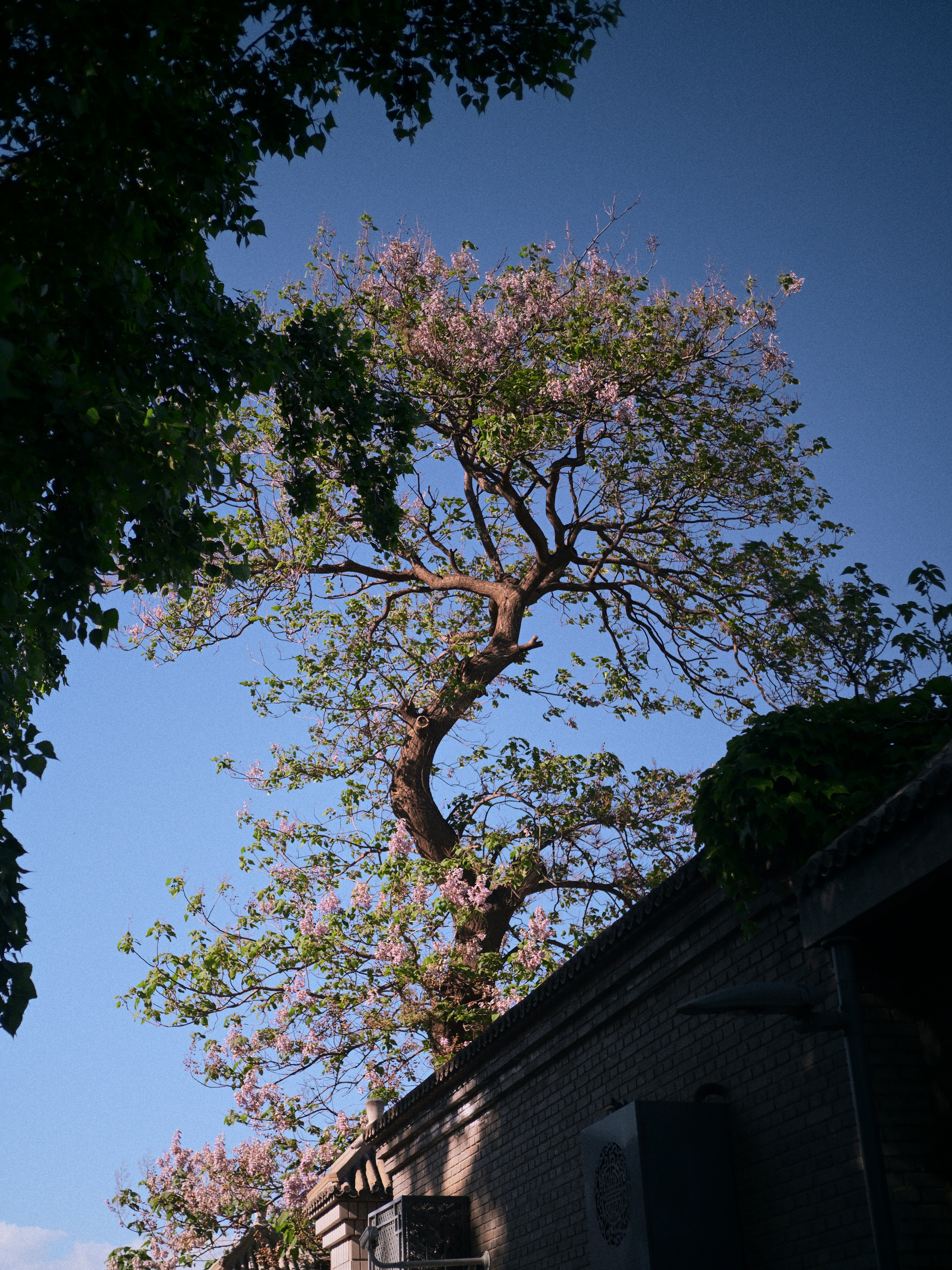 Blossoming Tree Crown Over an Urban Roofline