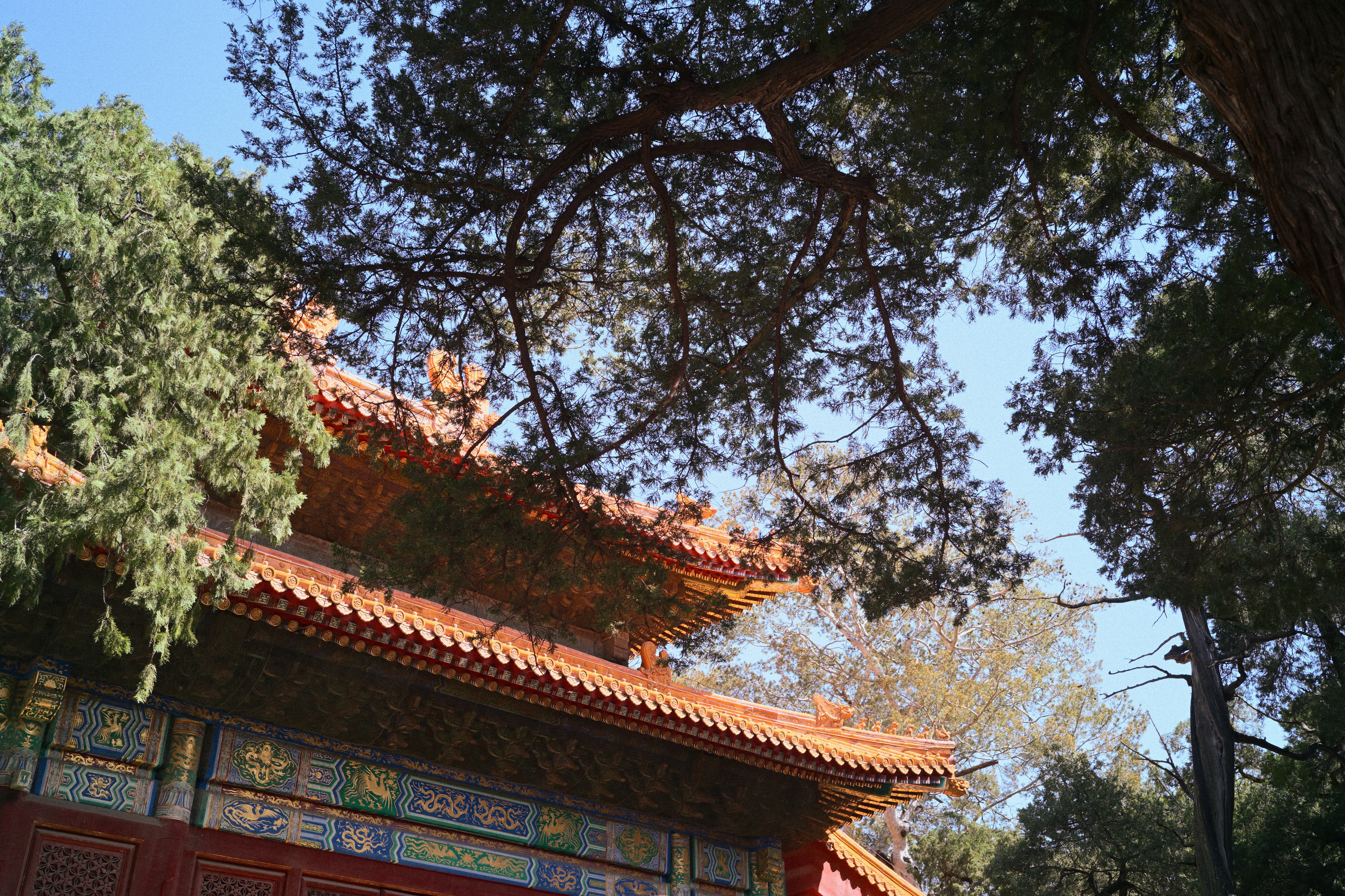Red-tiled roofline under a canopy of branches at a traditional East Asian pavilion