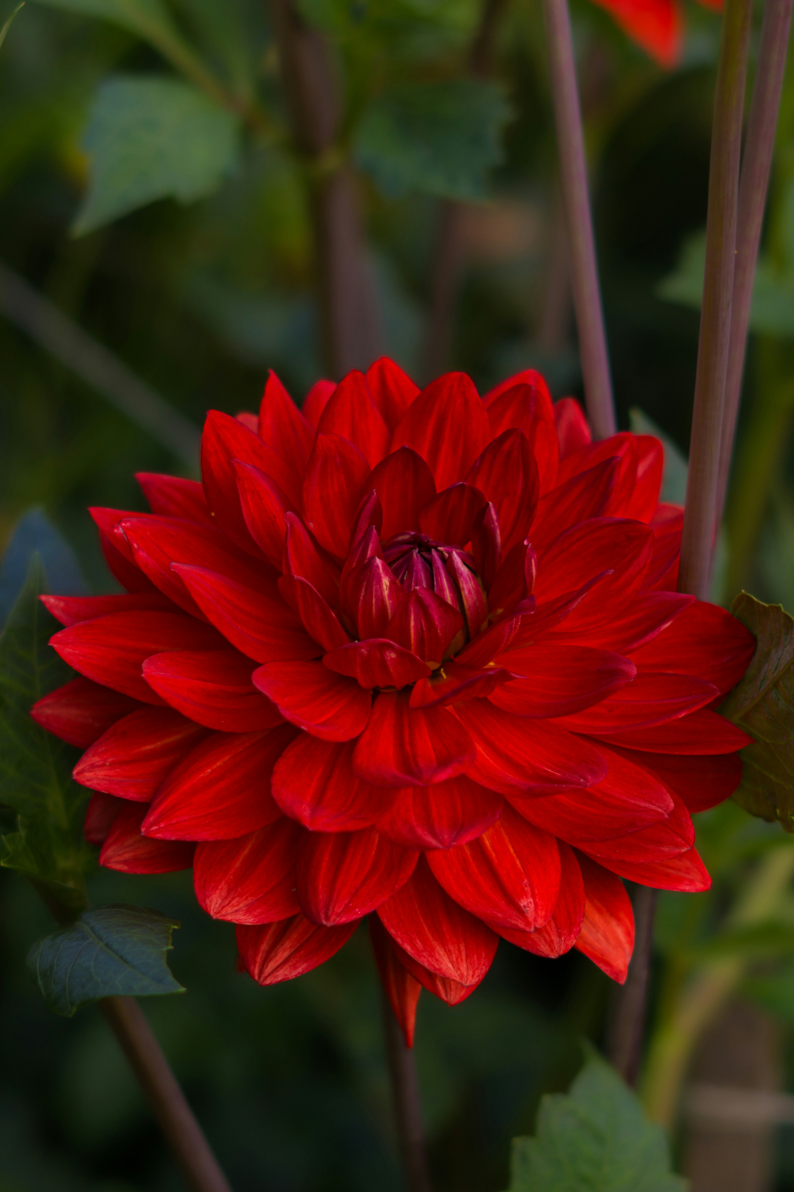 Red Dahlia in Focus: Velvet Petals Framing a Garden Portrait