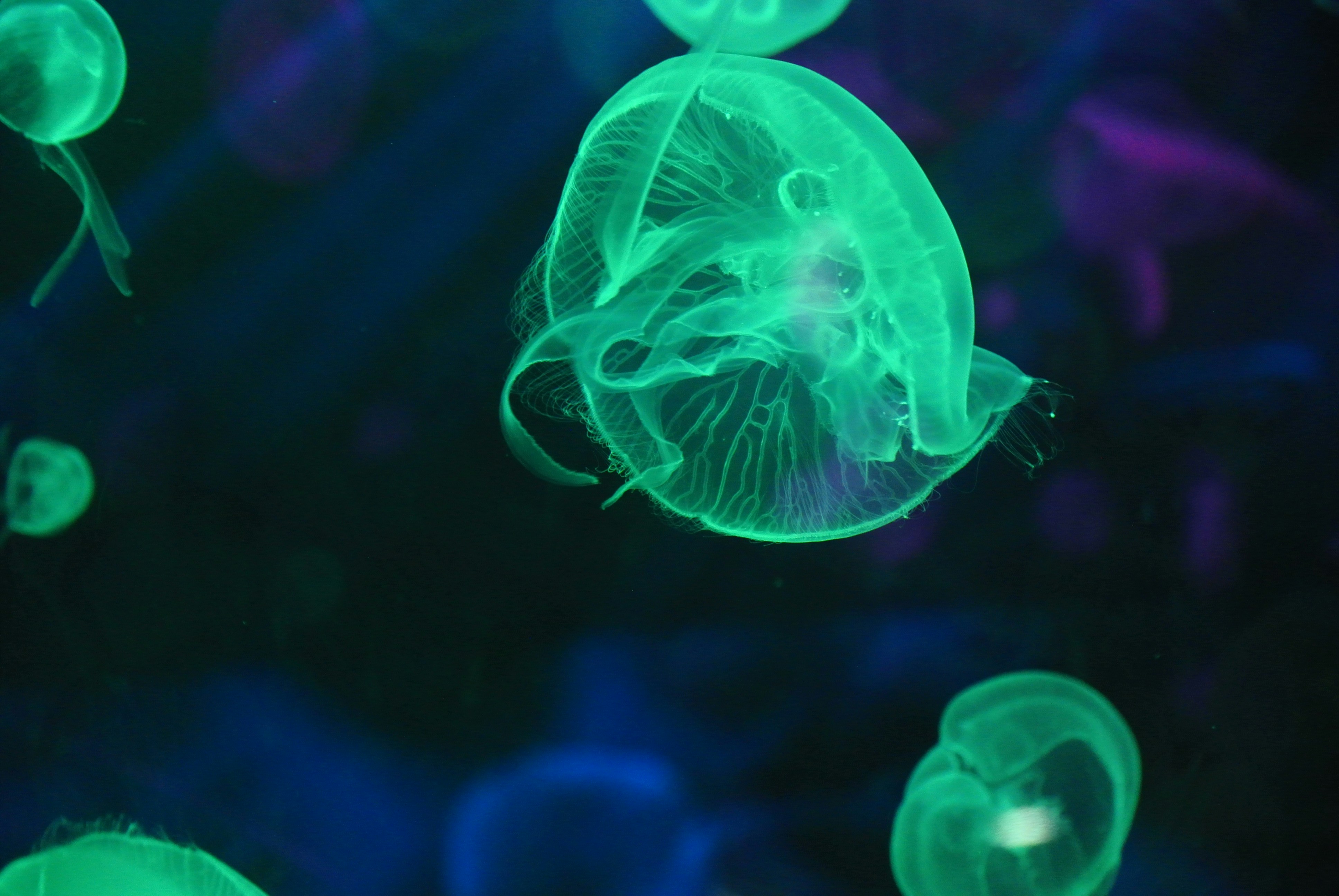 Neon Grace: A Jellyfish in Quiet Depths