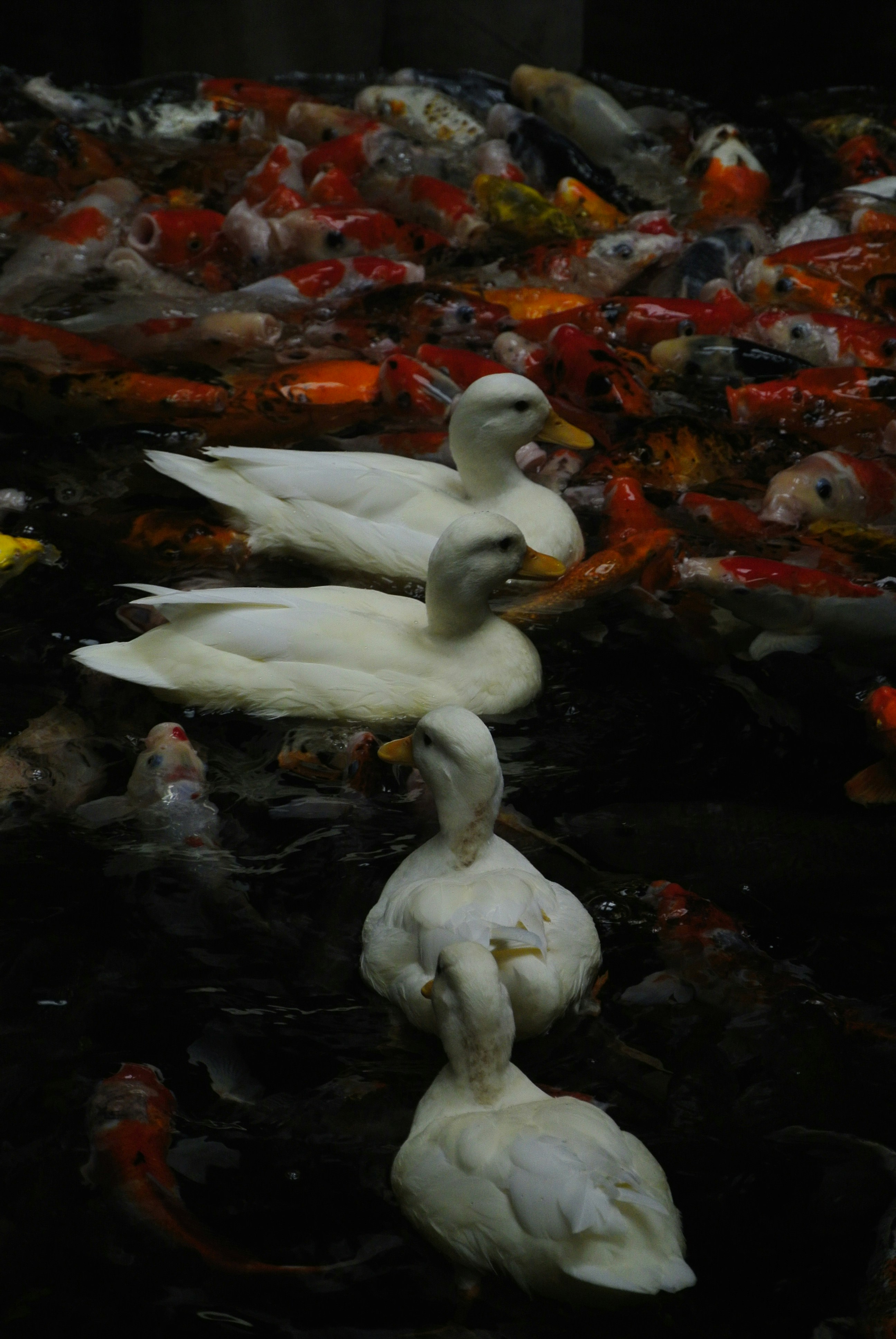 White Ducks in a Dark Pond Full of Koi
