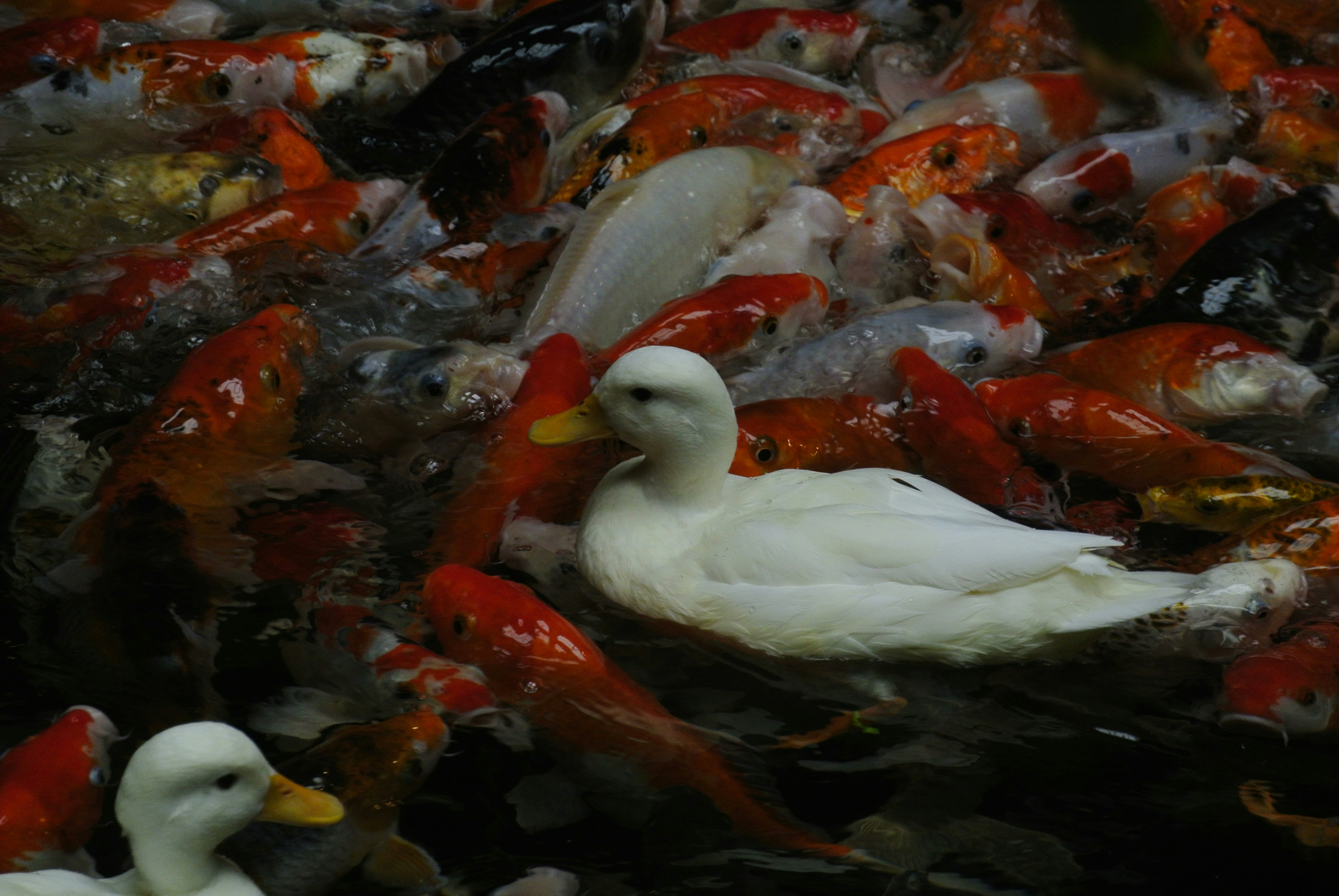 White Duck Among a Tangle of Koi