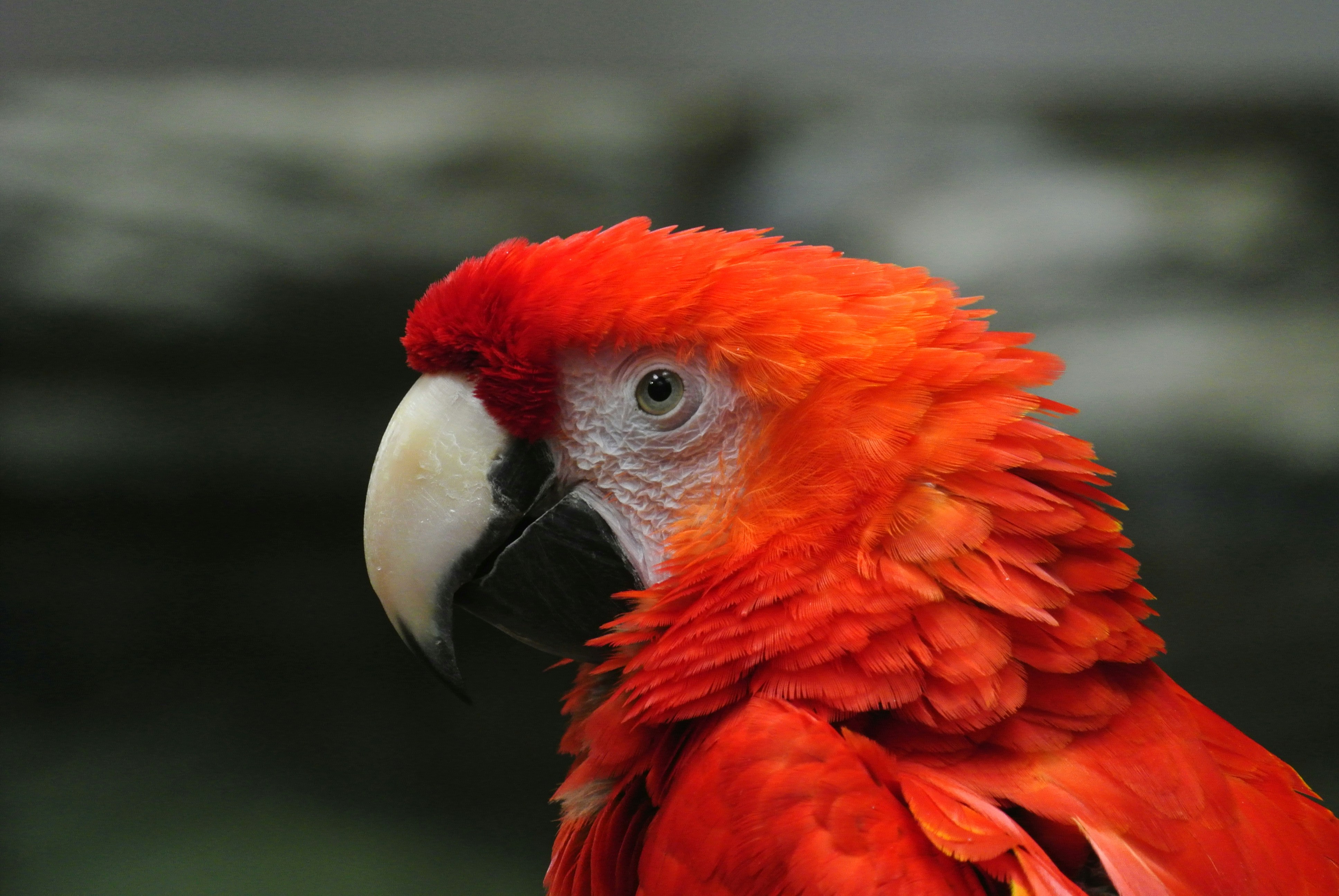 Crimson Crest: Close-Range Portrait of a Scarlet Macaw
