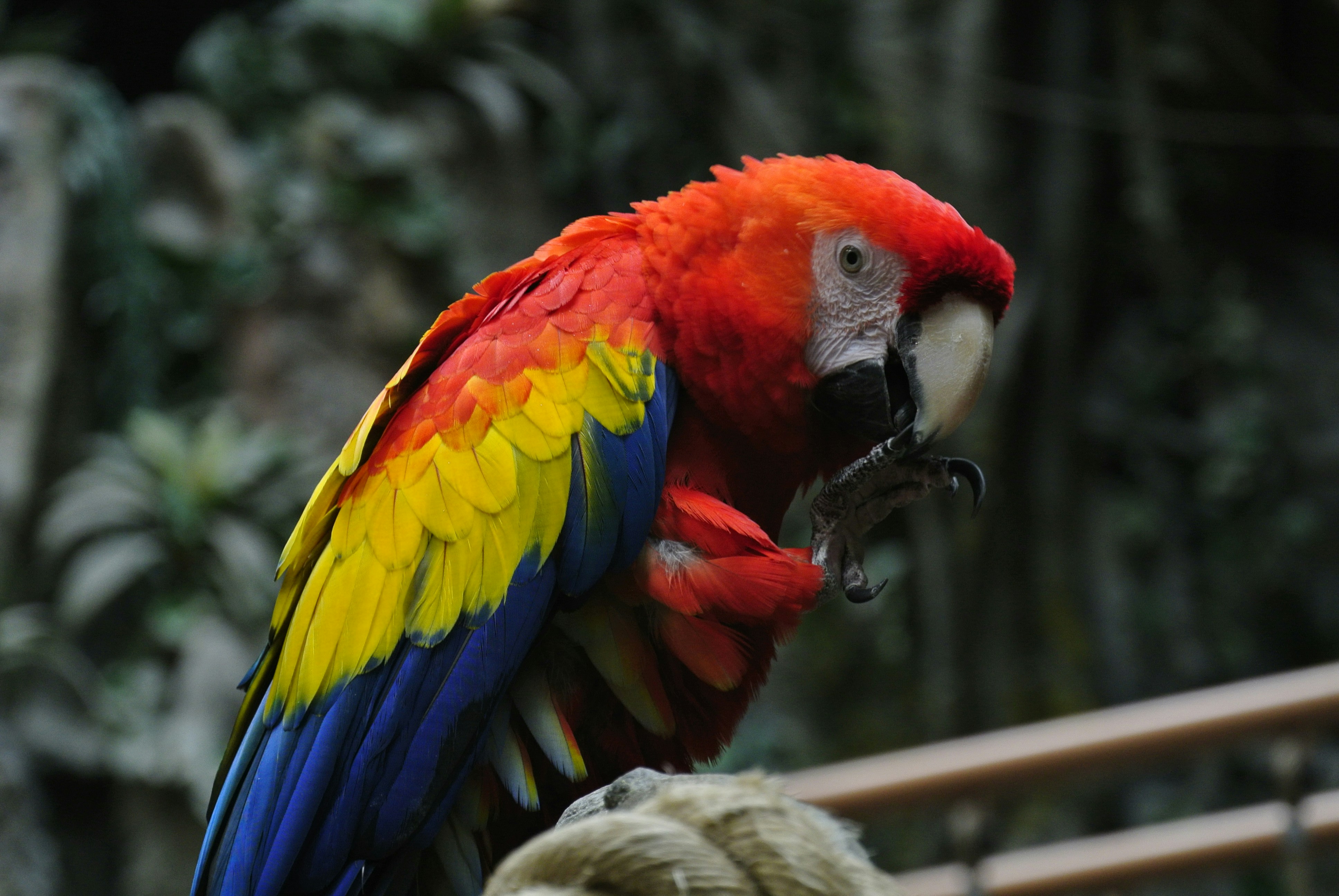 Crimson Parrot in Focused Portrait