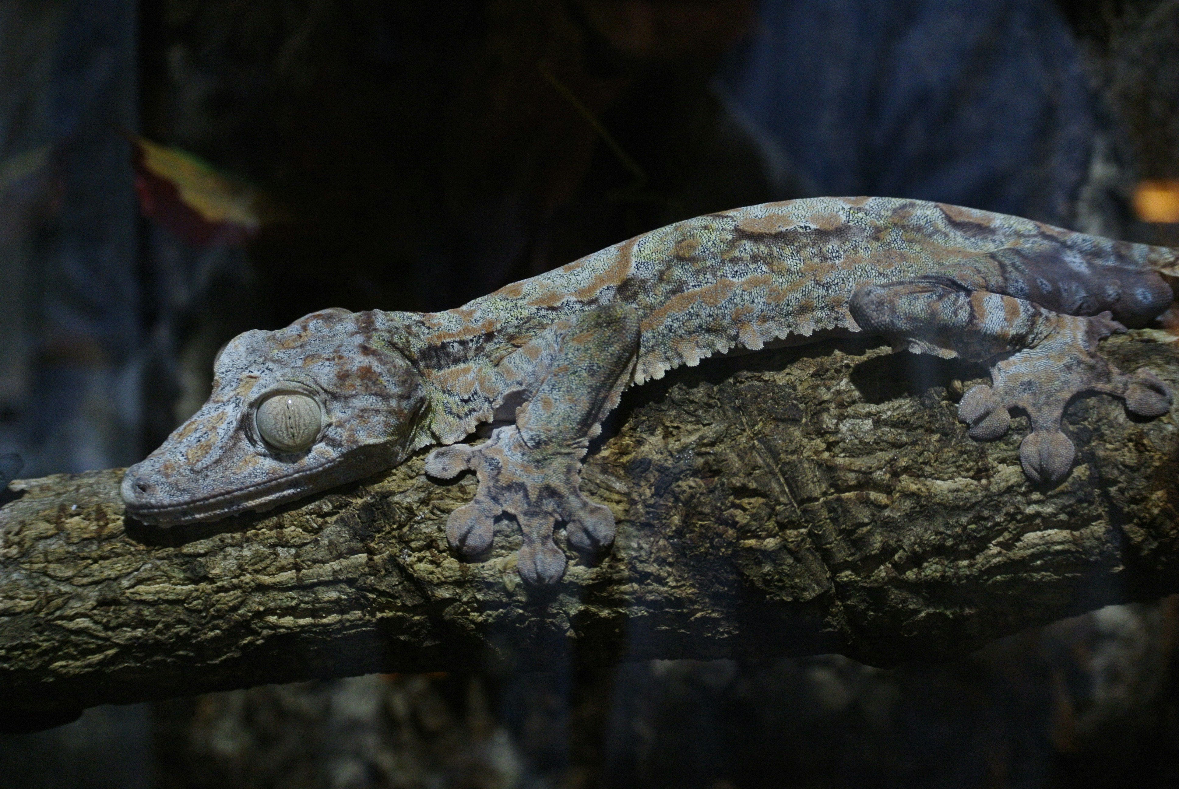 Arboreal Camouflage: A Gecko-Legged Lizard Lined on a Mossy Branch