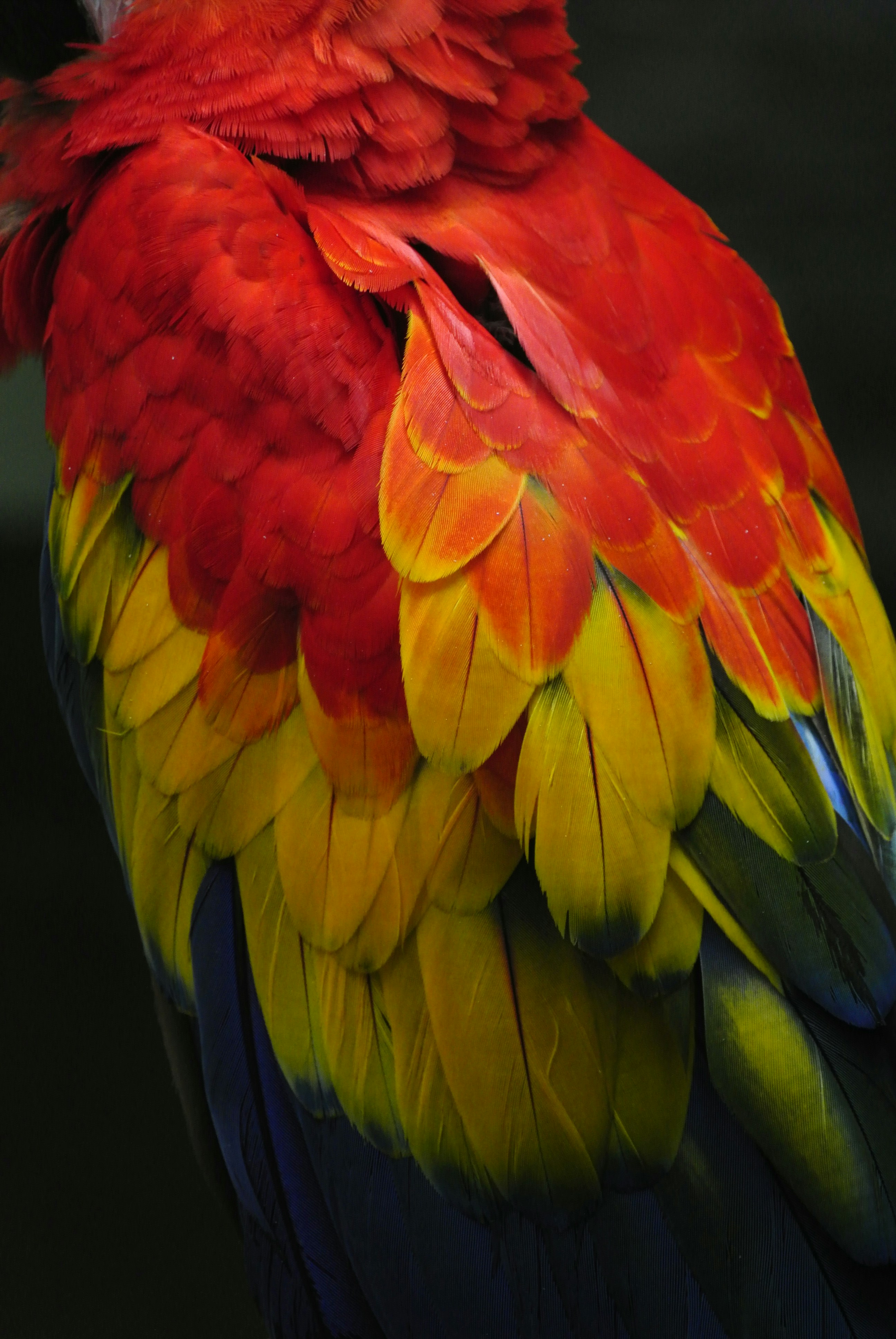 Vivid Feather Cascade: Red, Yellow, and Indigo in Close-up Cape