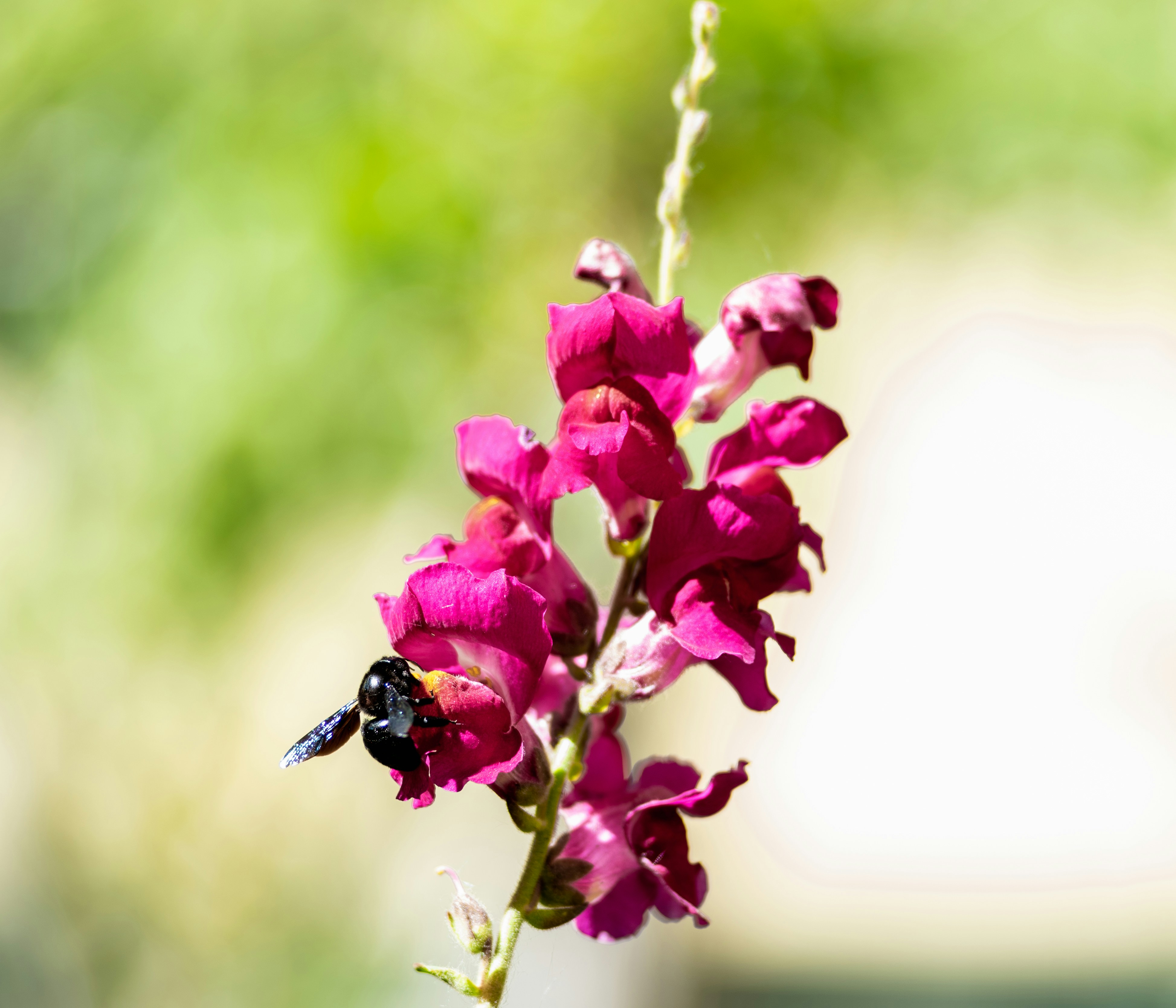 Crimson Spike: A Purple-Flowered Stem Atop a Sunlit Field