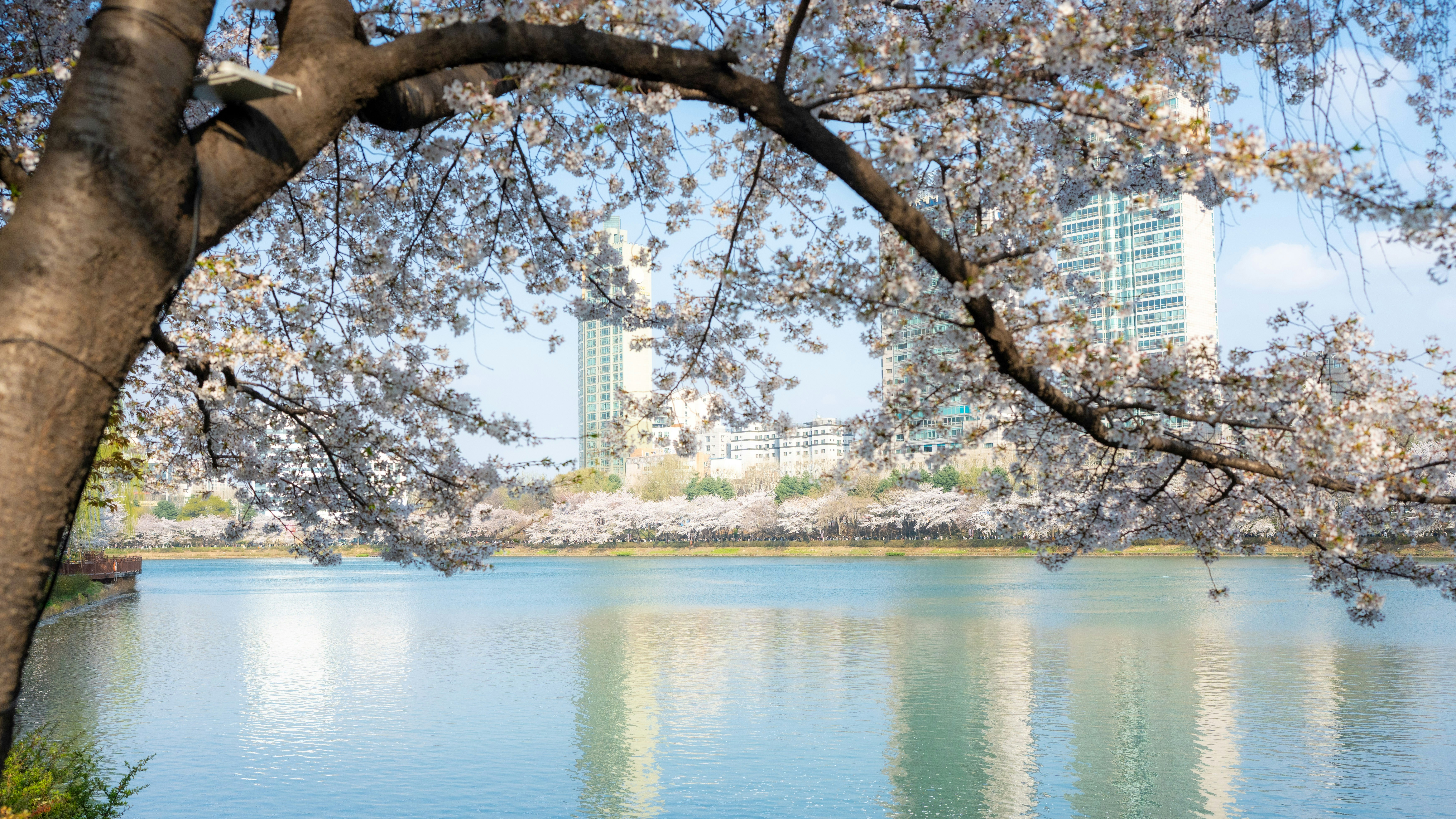 Blossom Canopy Framing a City Waterfront