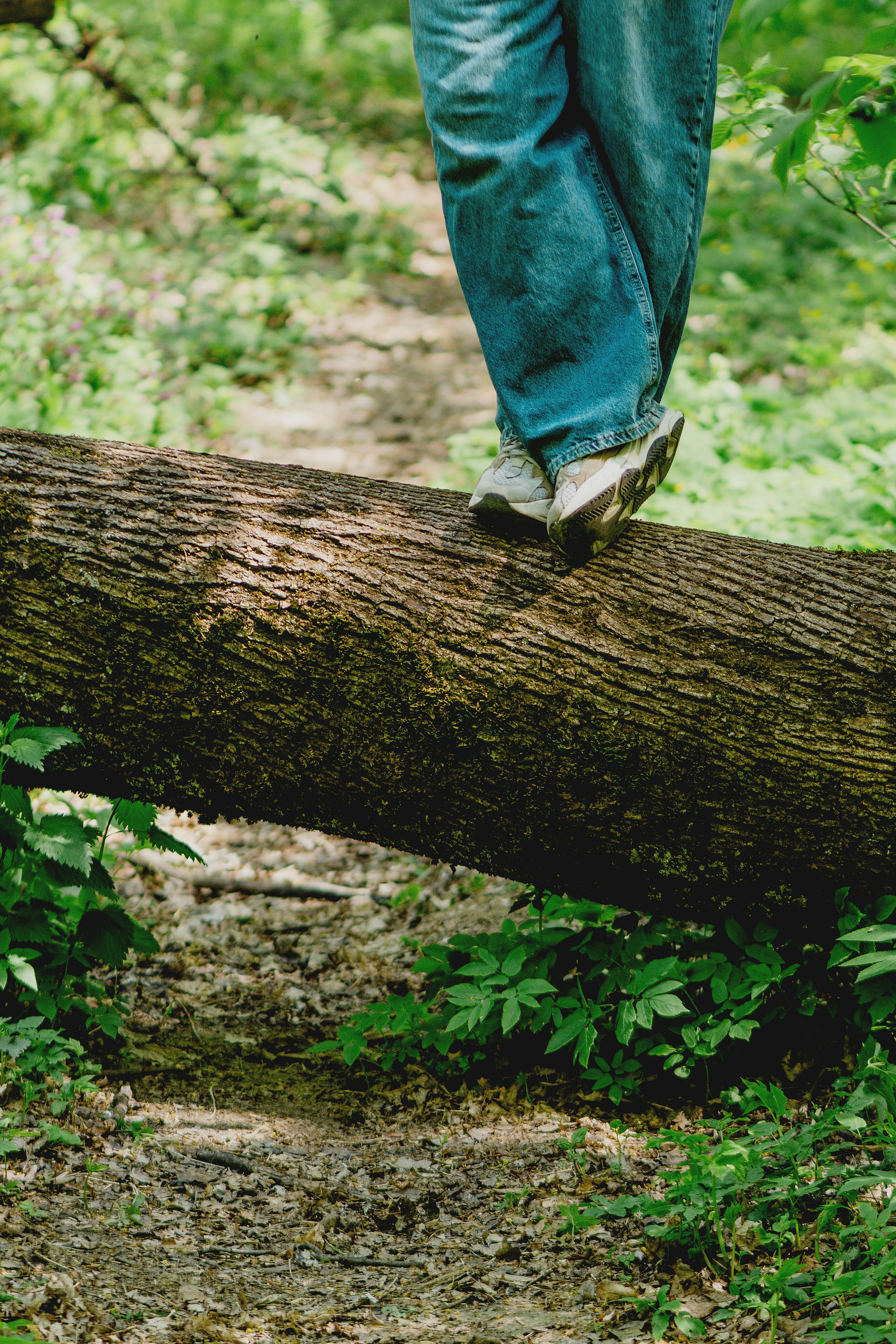 Balancing on a Forest Log: A Quiet Trek Through Green Light