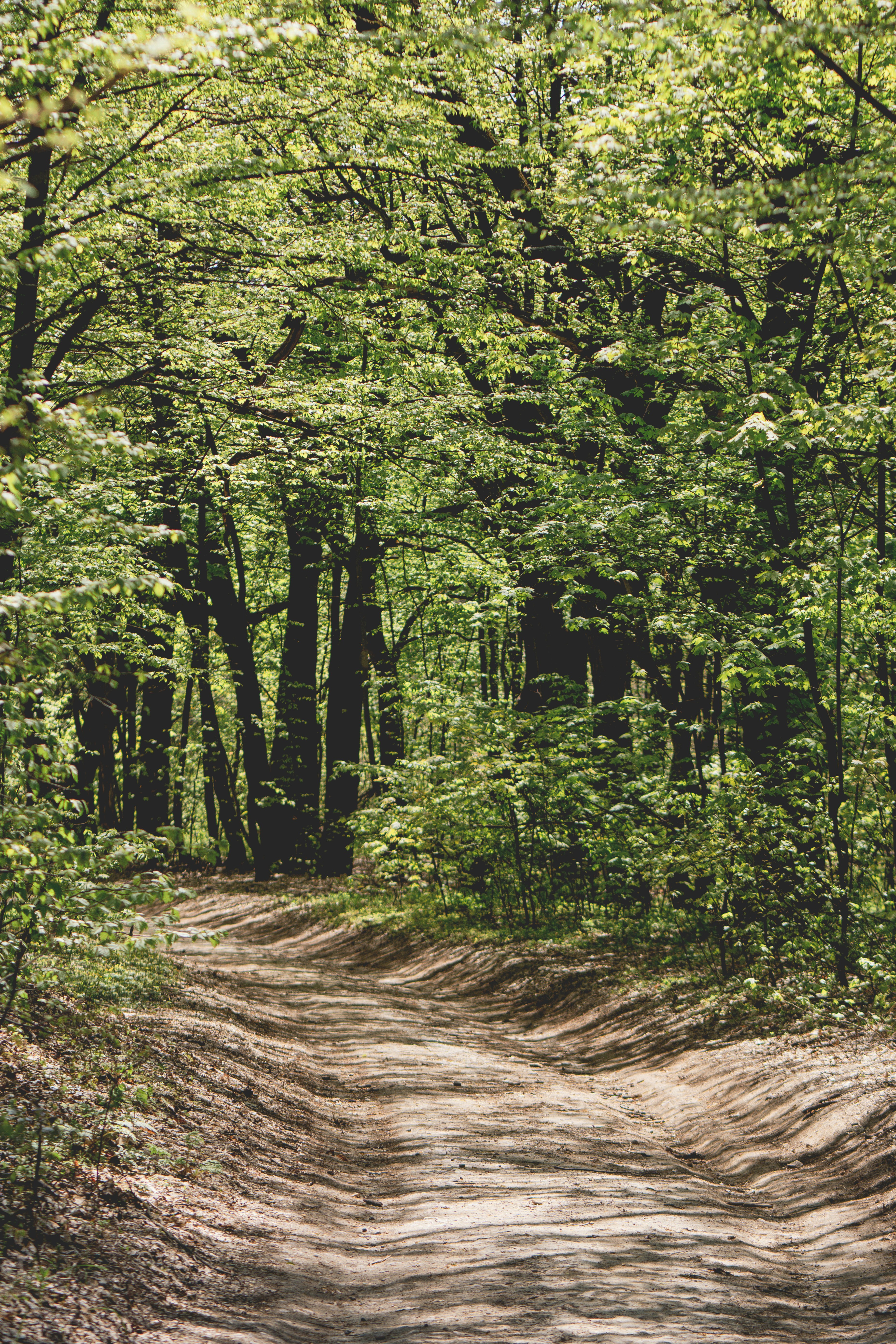 Forest Path Twilight: A Winding Dirt Trail Through Green Canopy