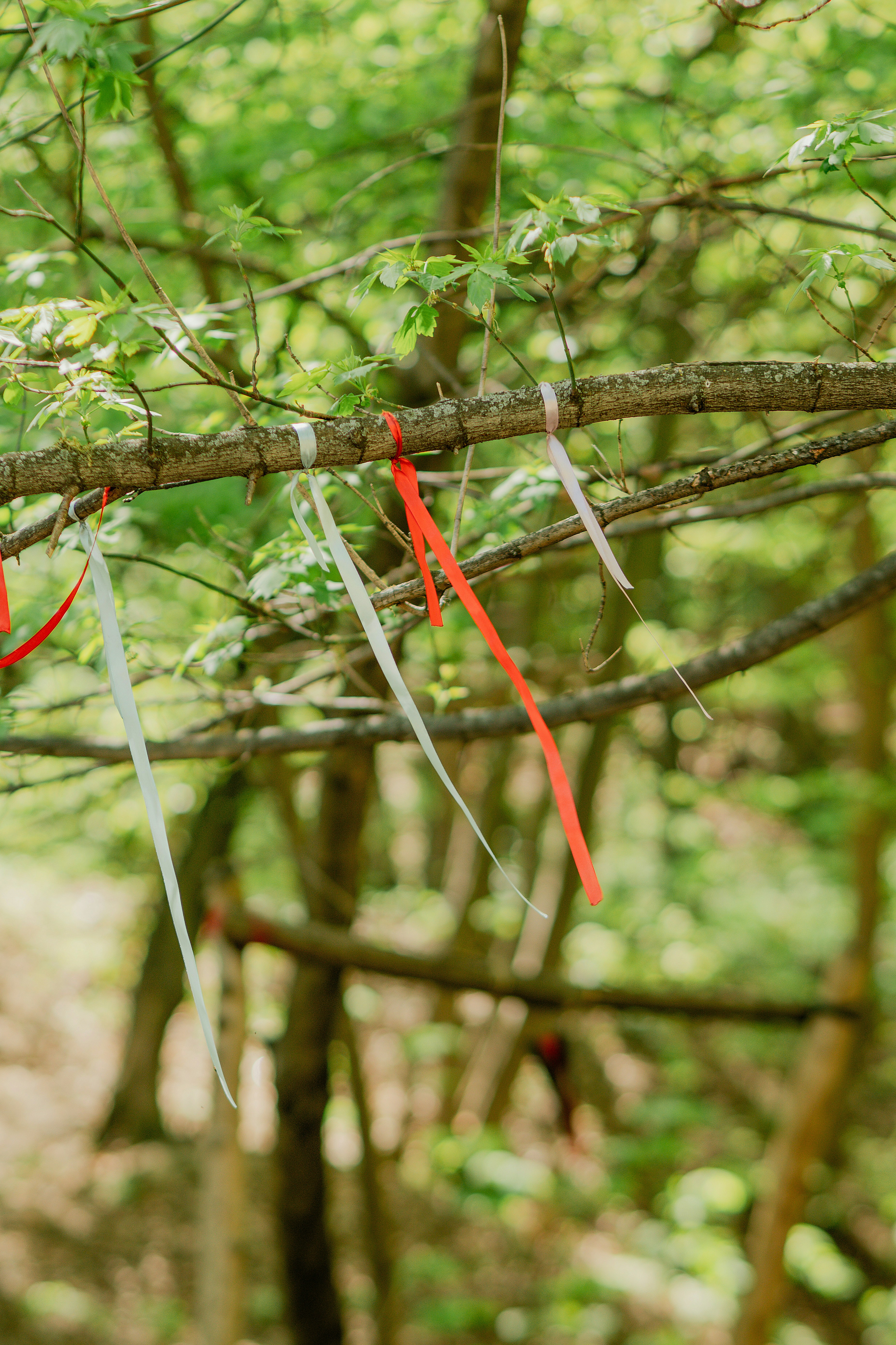 Red Ribbon on a Forest Branch: The Quiet Trail of Colors
