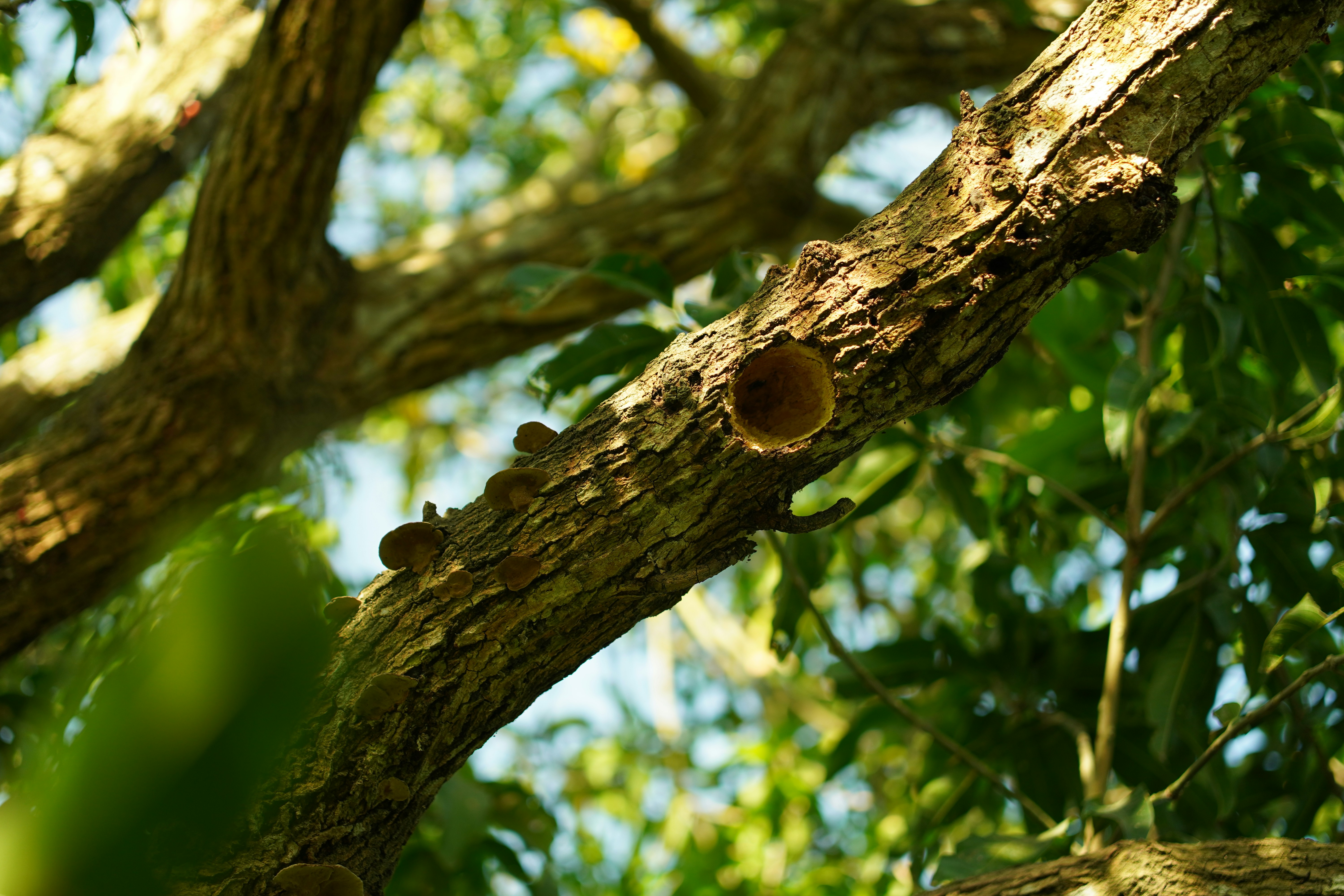 Sunlit Oak Branch: A Knotted Scene of Time and Texture