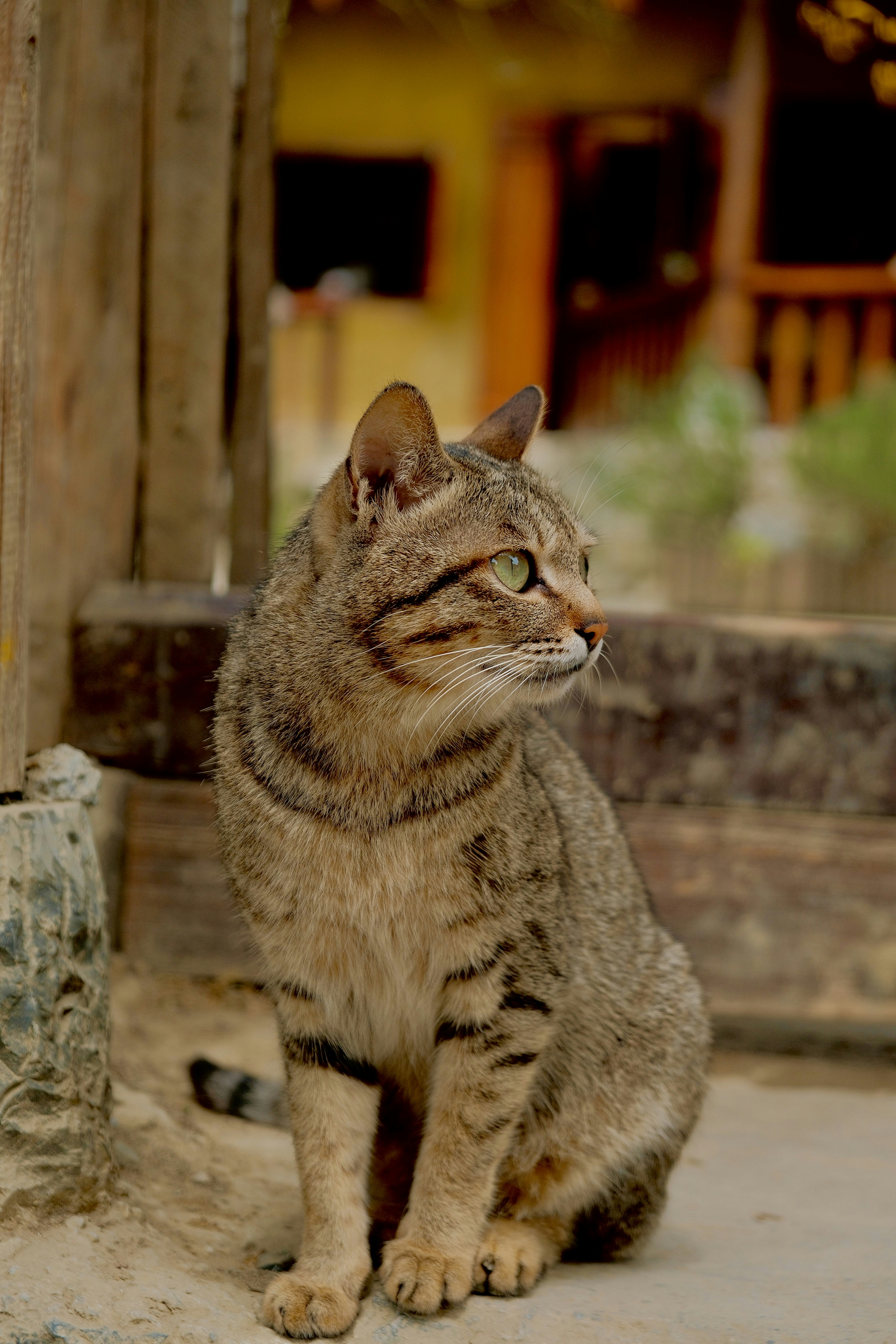 Curious Cat in Warm Workshop Light