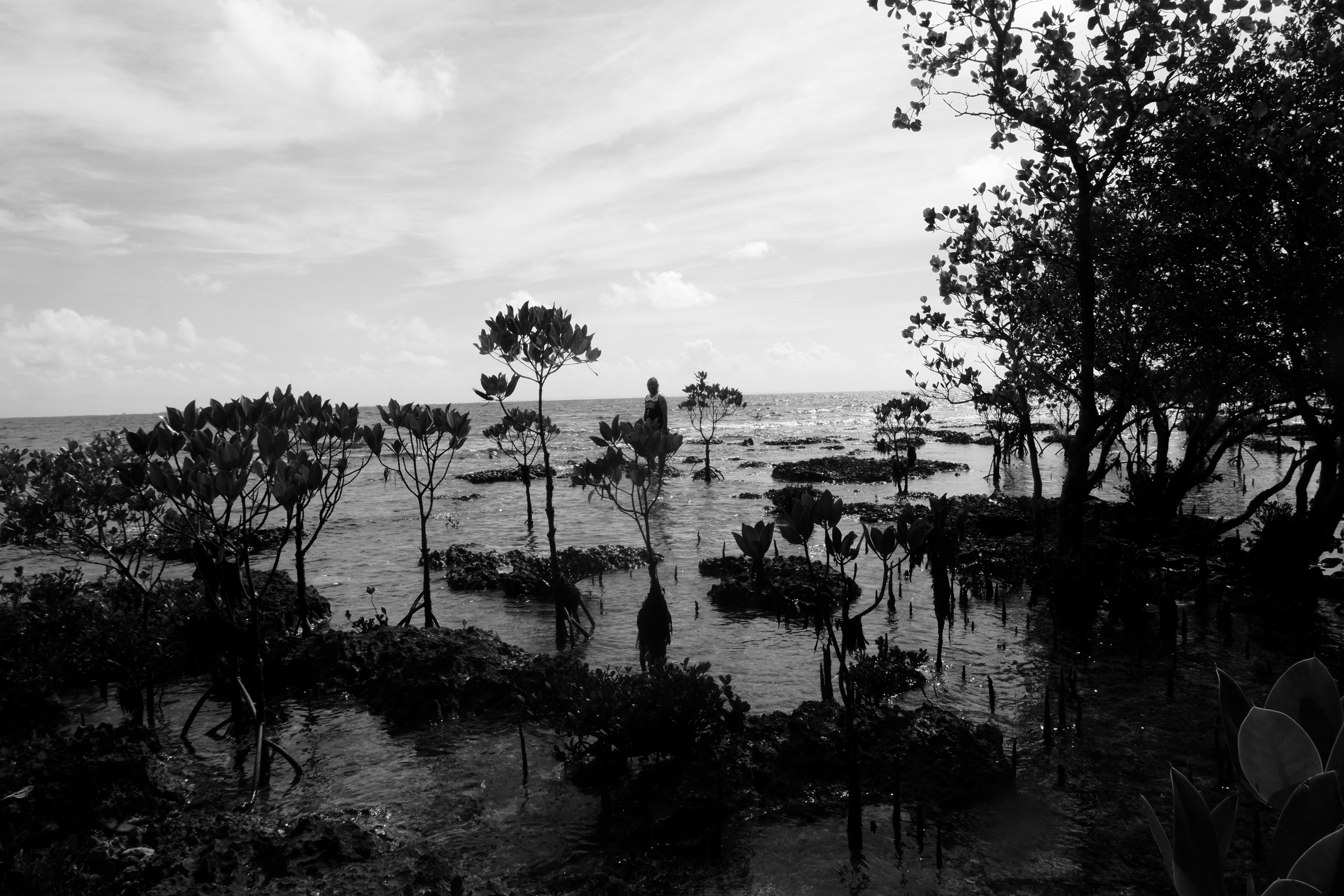 Low-Tide Mangroves at Distant Horizon