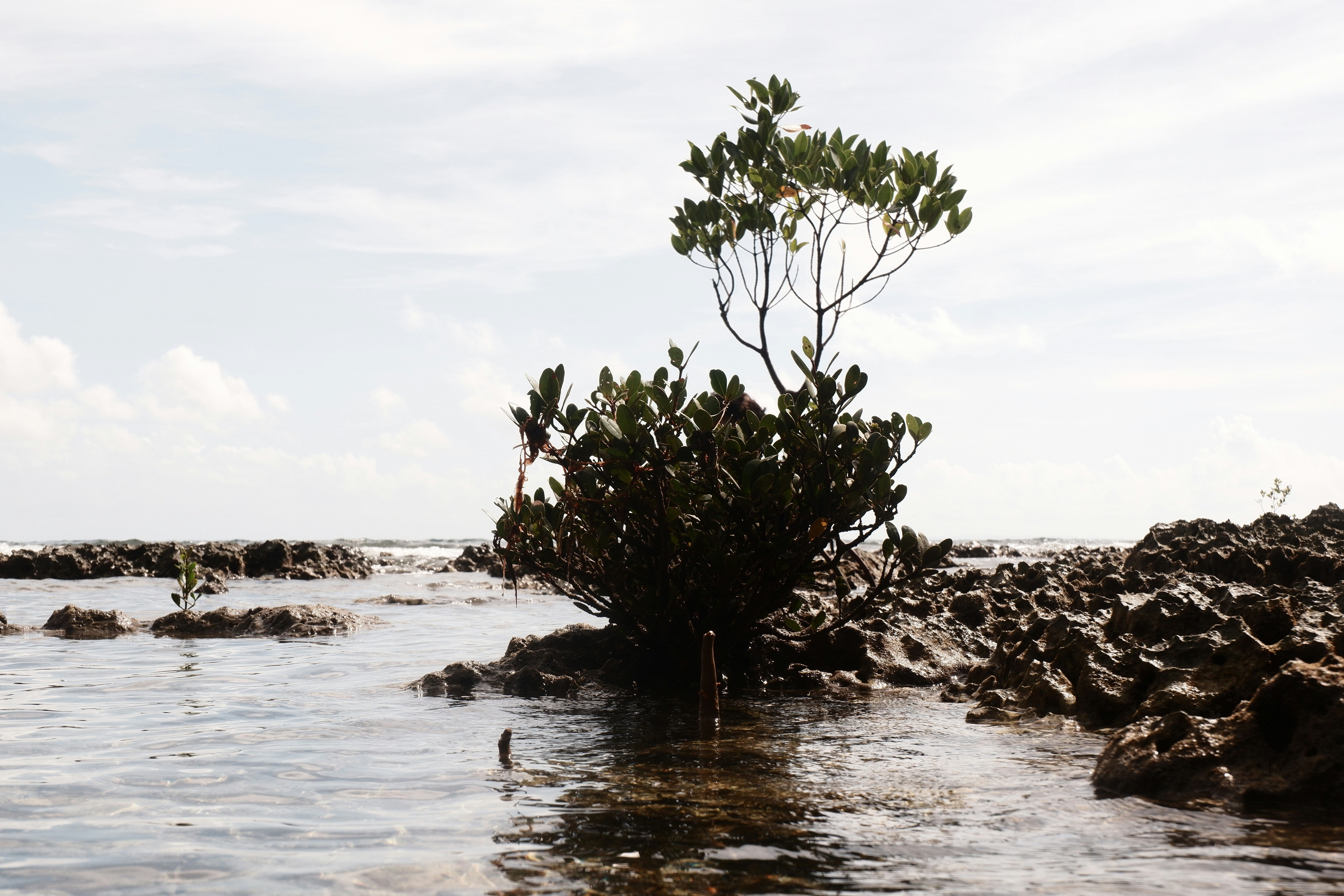 Solitary Mangrove Amid Tidal Outcrops at Noon