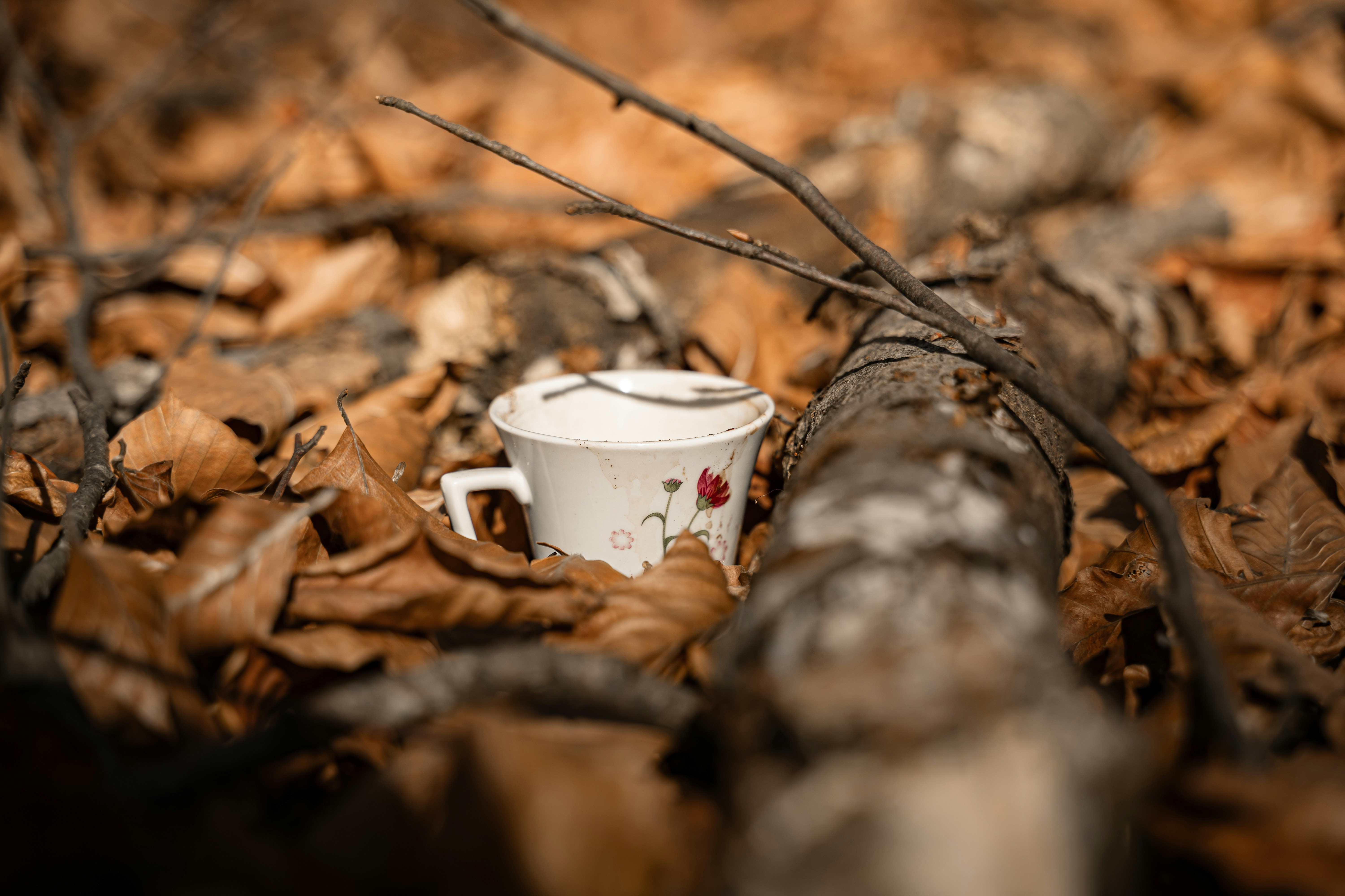 Cracked Cup Among Autumn Logs