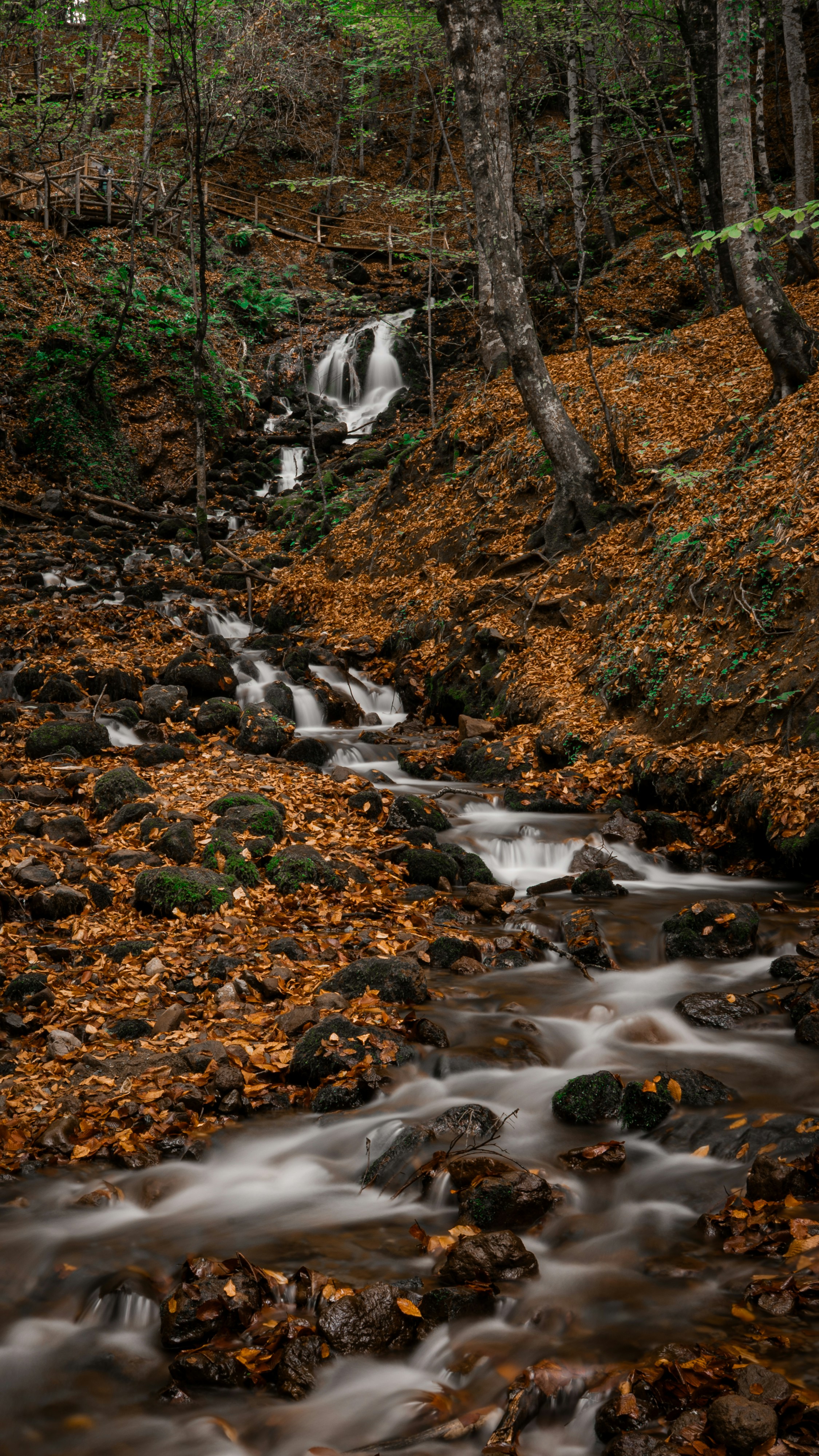 Autumn Cascade: A Quiet Descent Through Fallen Leaves
