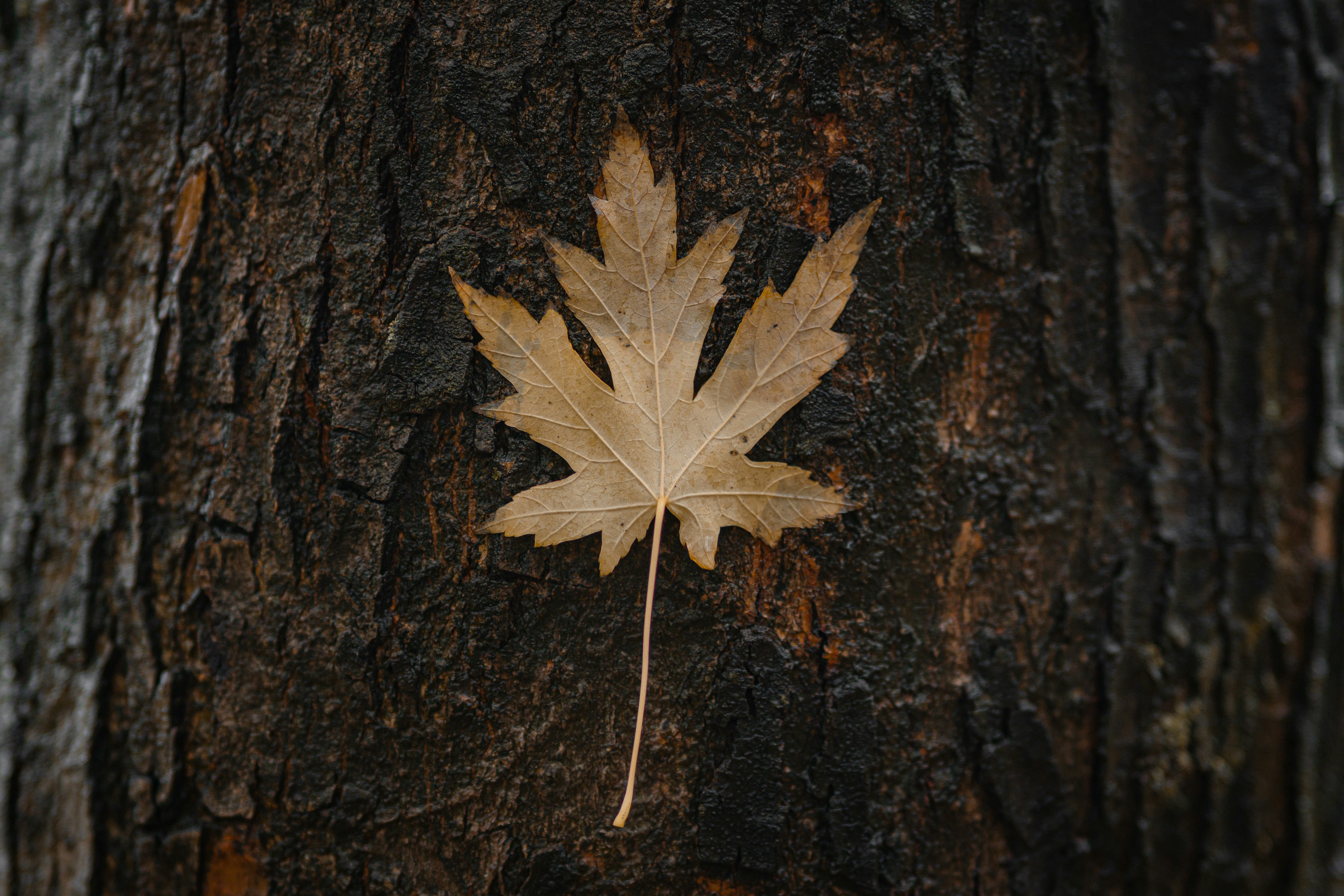 Autumn Leaf Crown: A Sole Maple on Bark