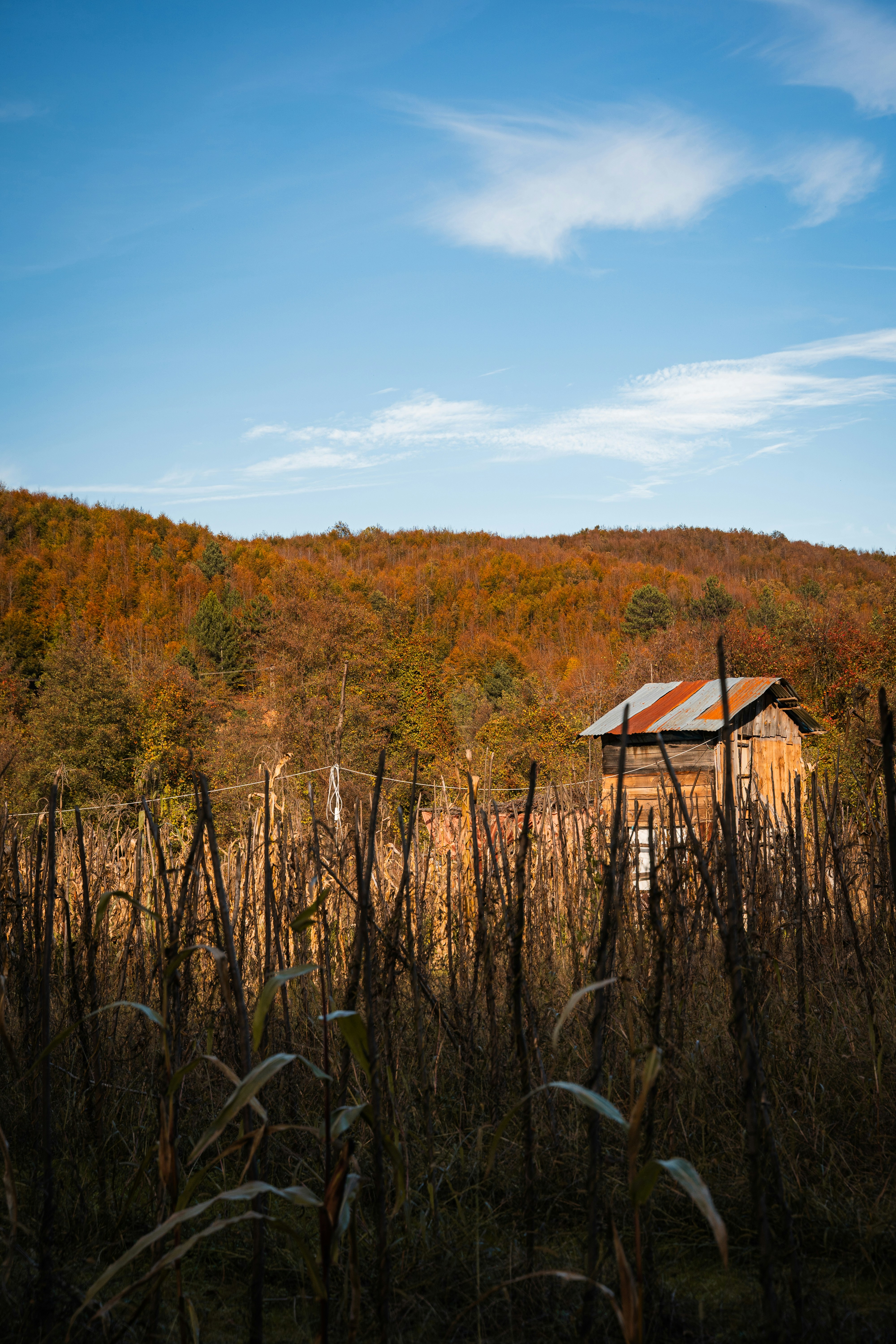 Autumn Orchard Shed Beneath a Clear Blue Sky