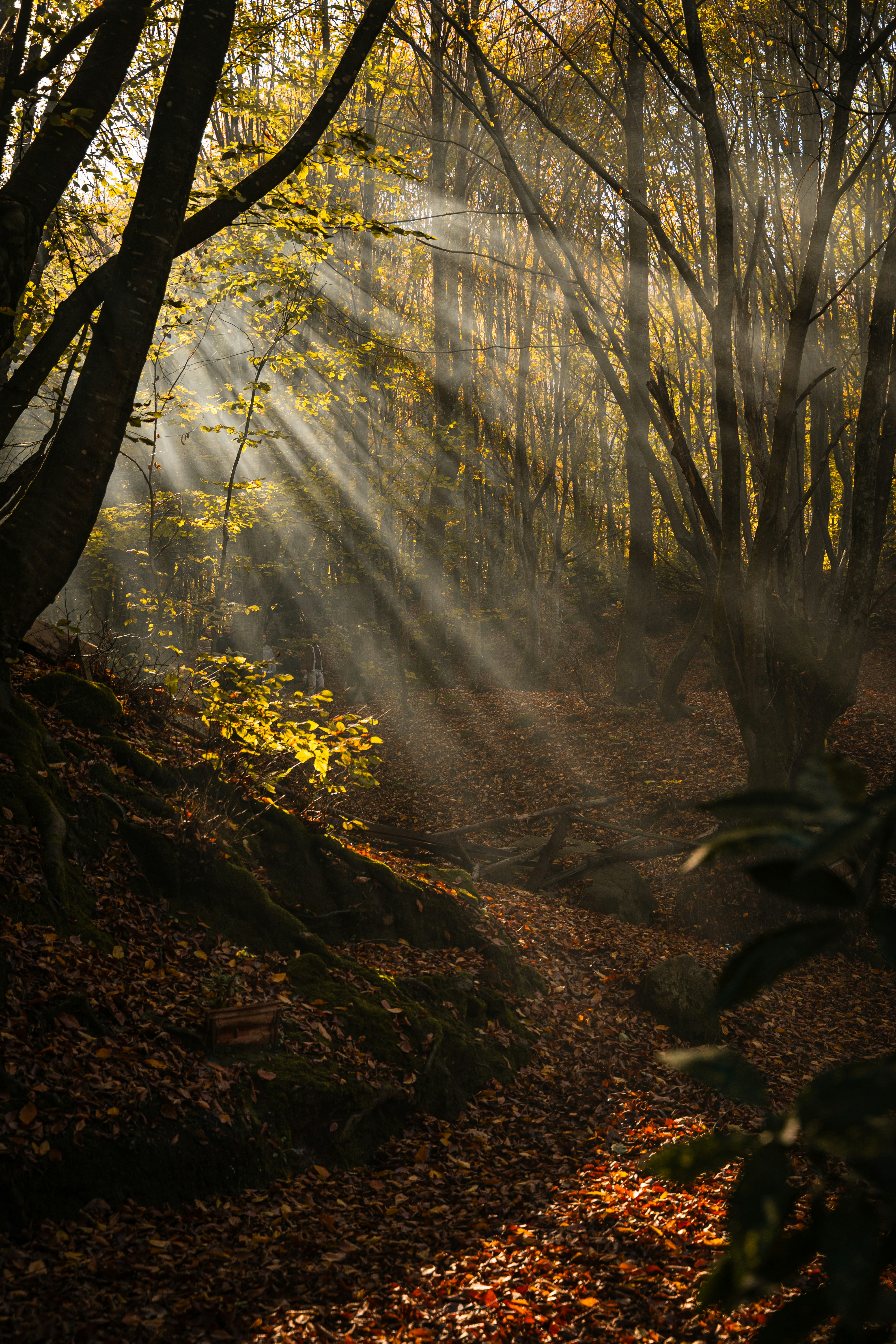 Sunlit Corridor: Autumn Ray Beams Through a Quiet Forest