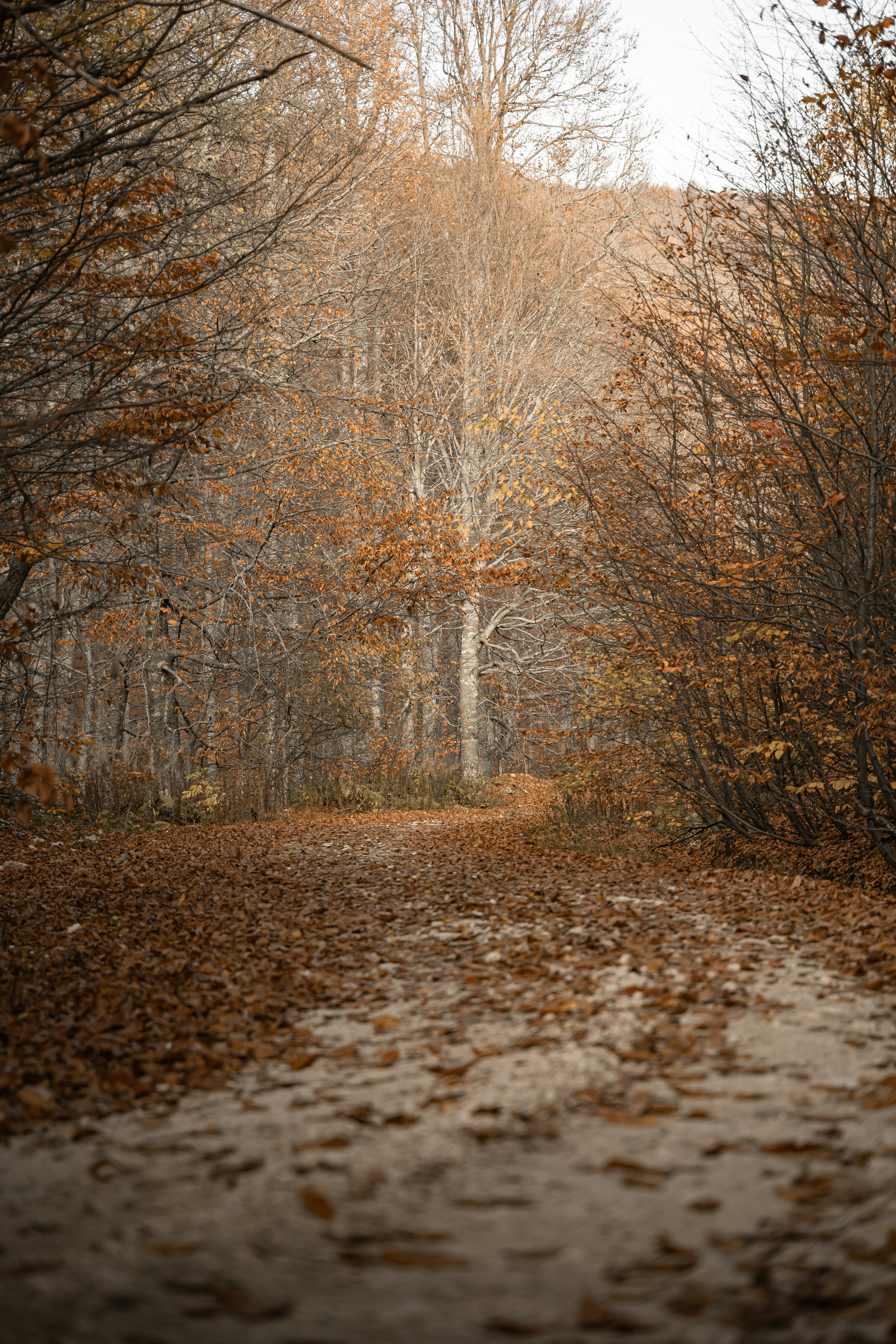 Autumn Pathway: A Quiet Corridor Lined with Fading Leaves
