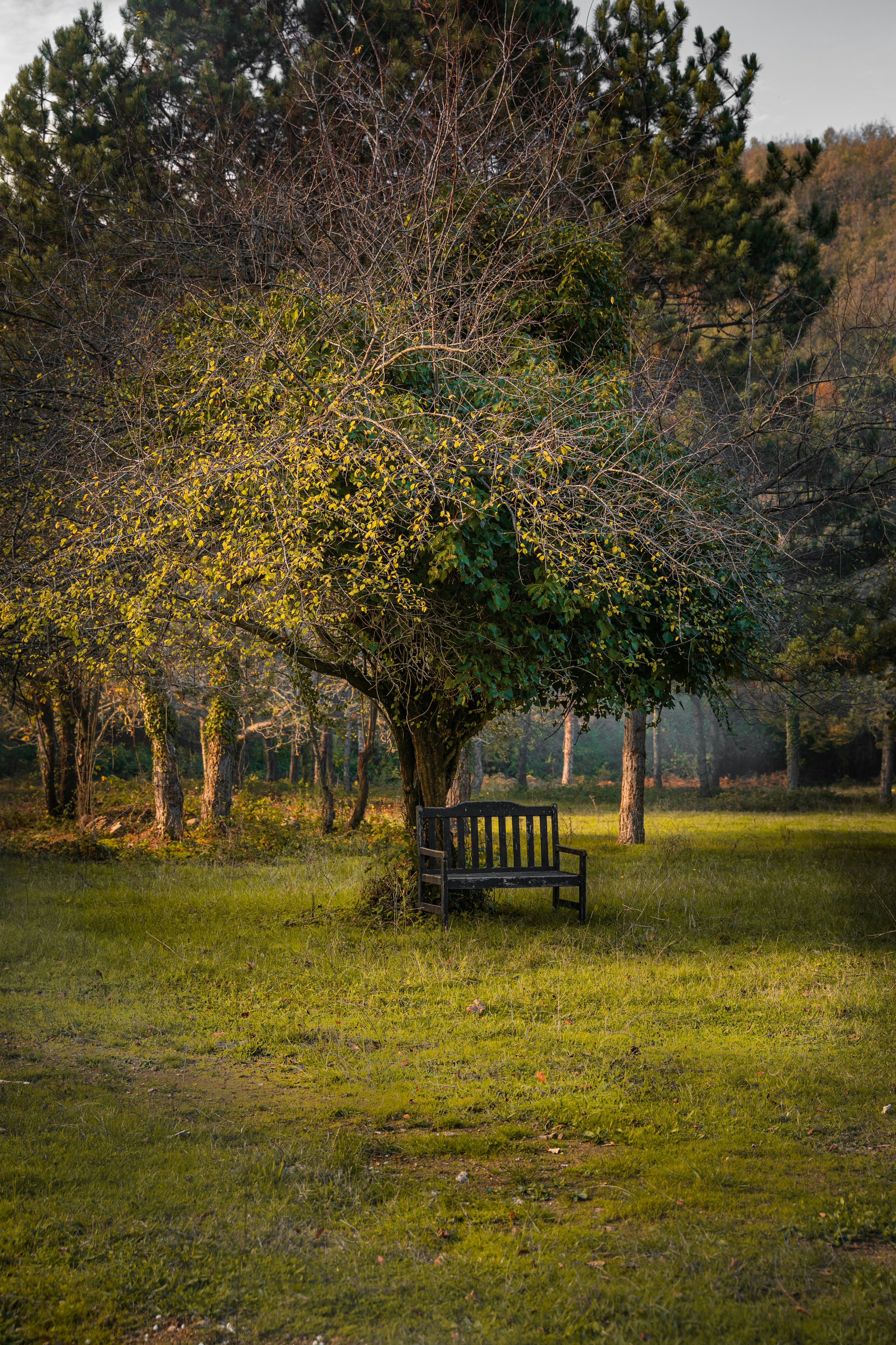 Bench Beneath the Autumning Tree