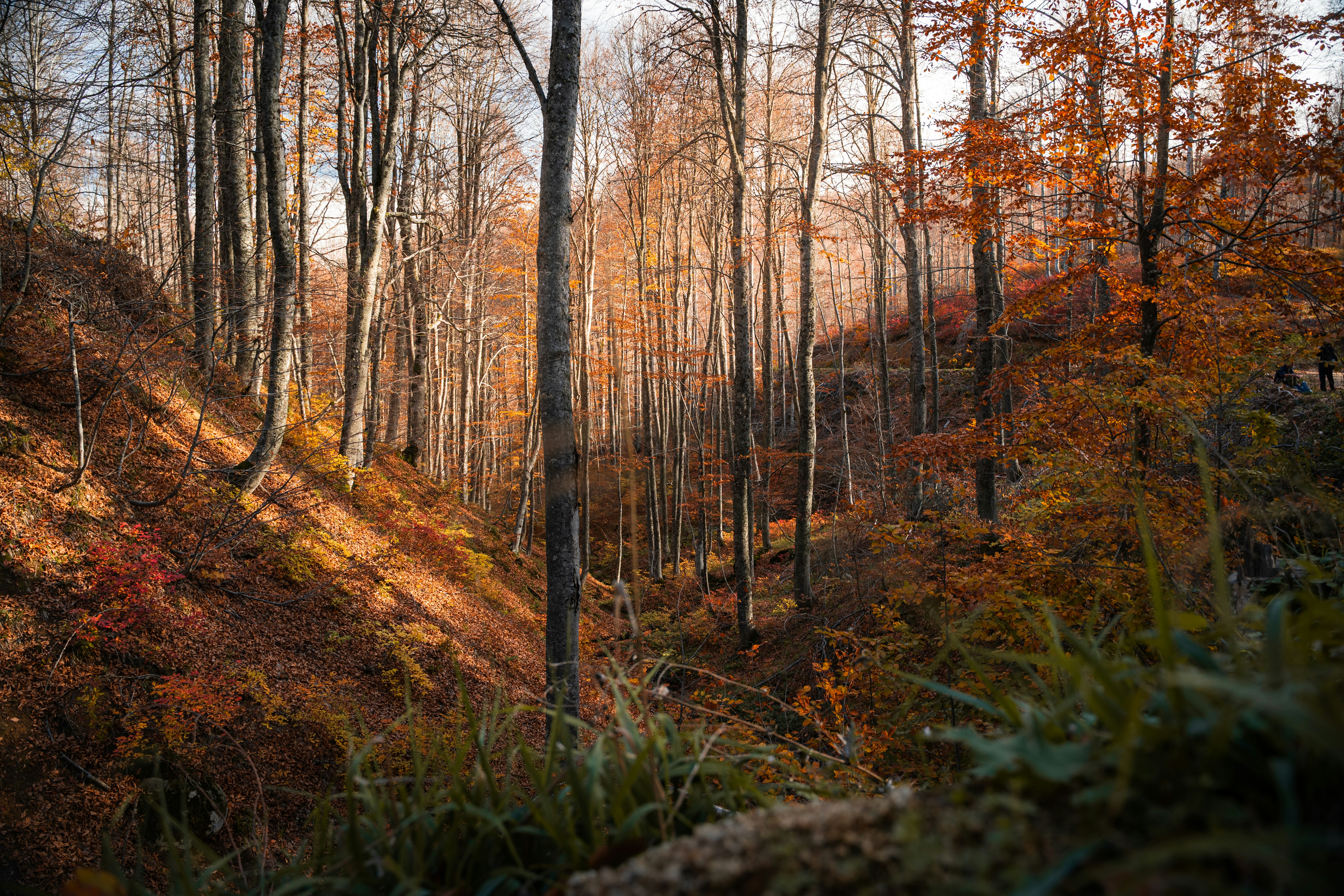 Autumn Forest Staircase: Sunlit Path Through Coral Leaves