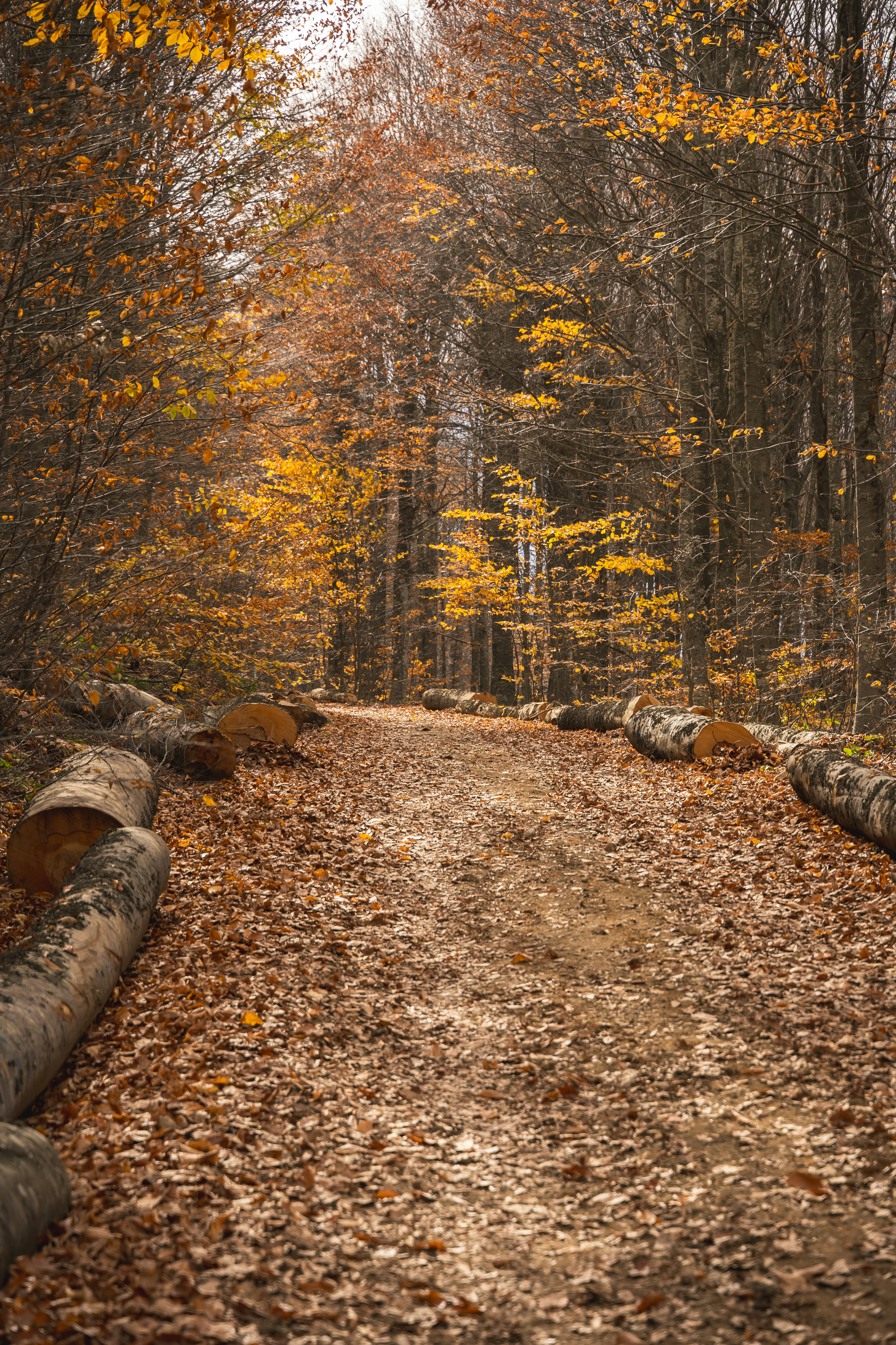 Autumn Lane: A Path Through Fog-Kissed Pines