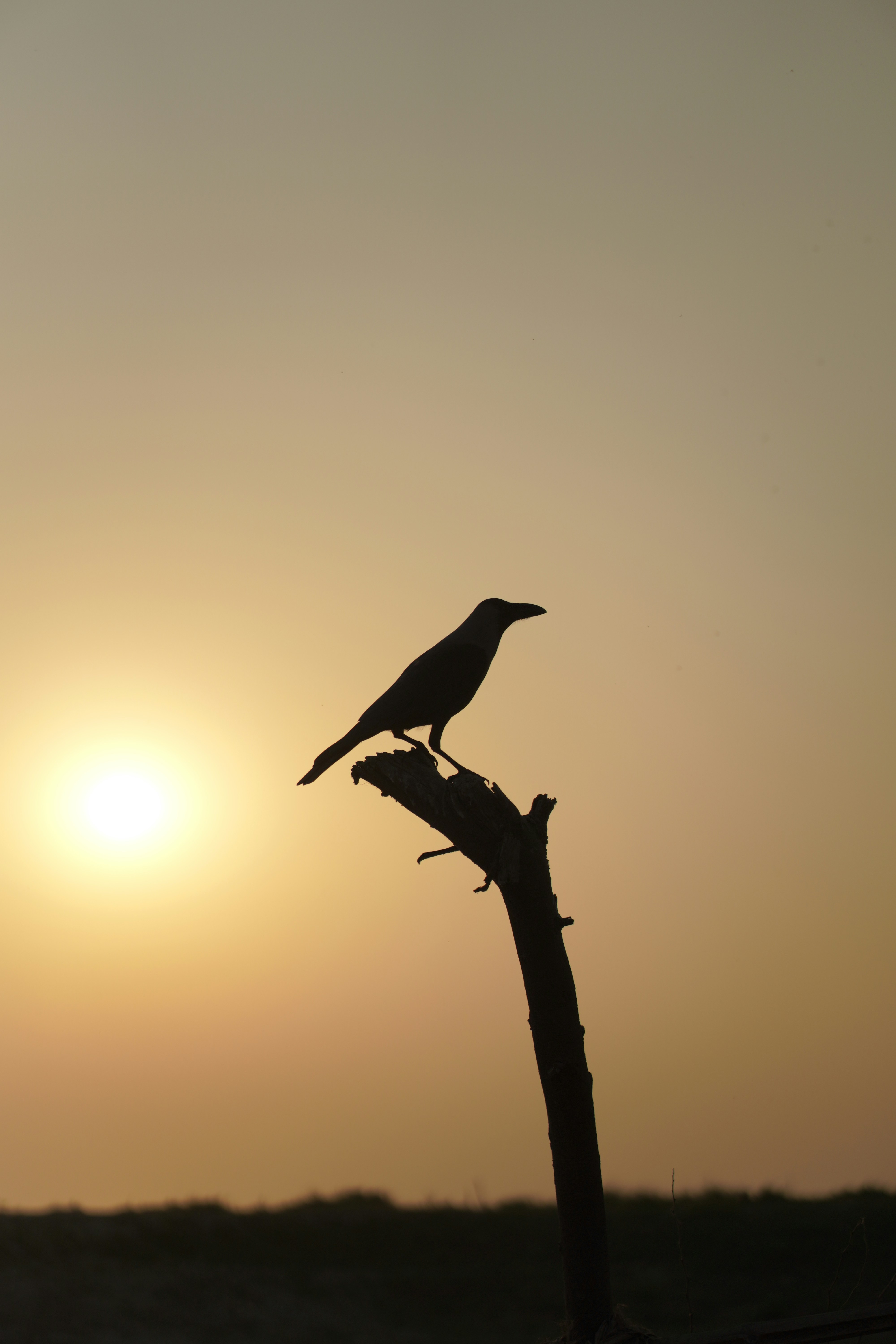 Silhouette Sentinel: A Crow Perched Against a Low Sun